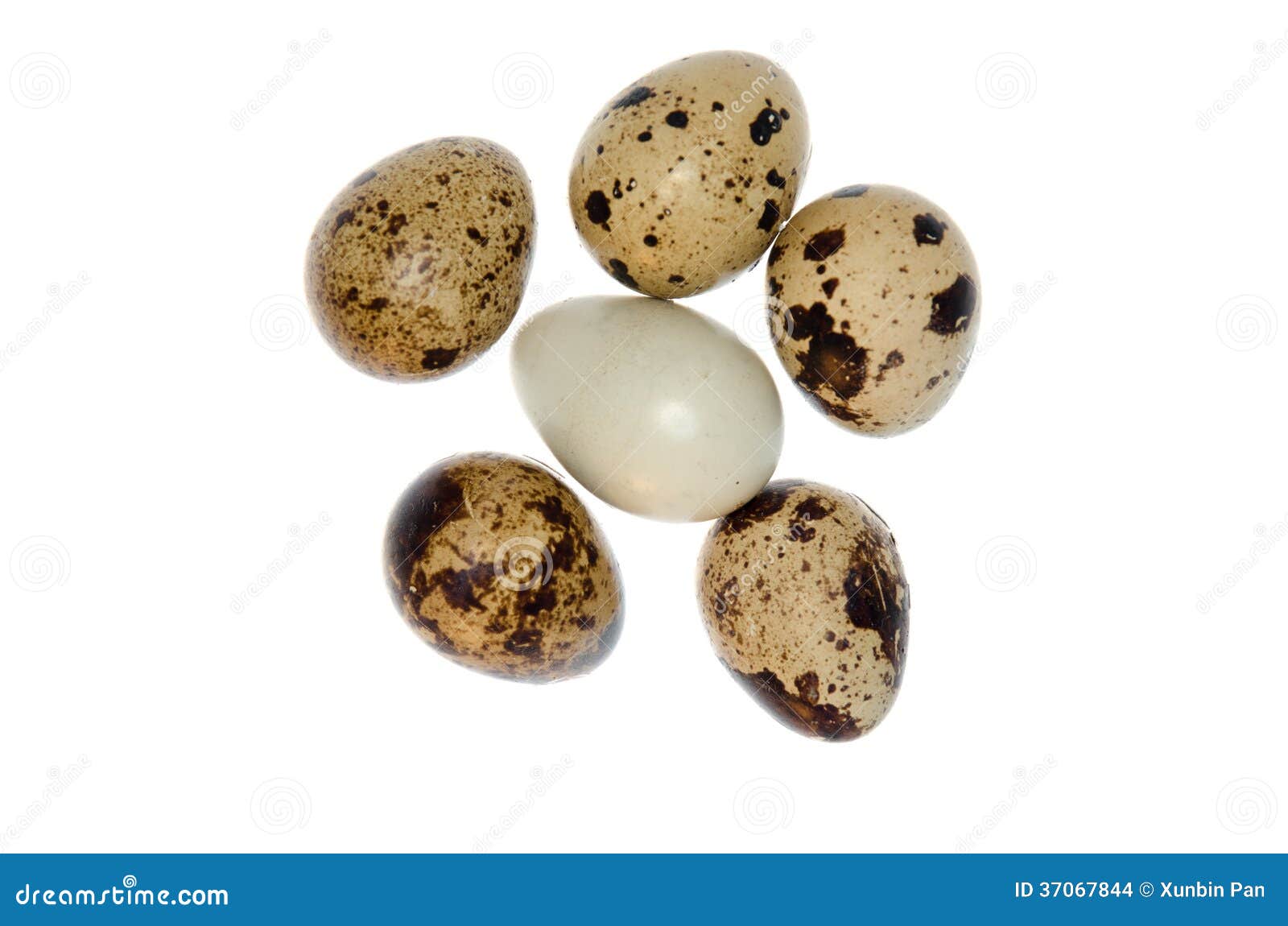 Albefaction quail egg stock photo. Image of albino, horizontal - 37067844