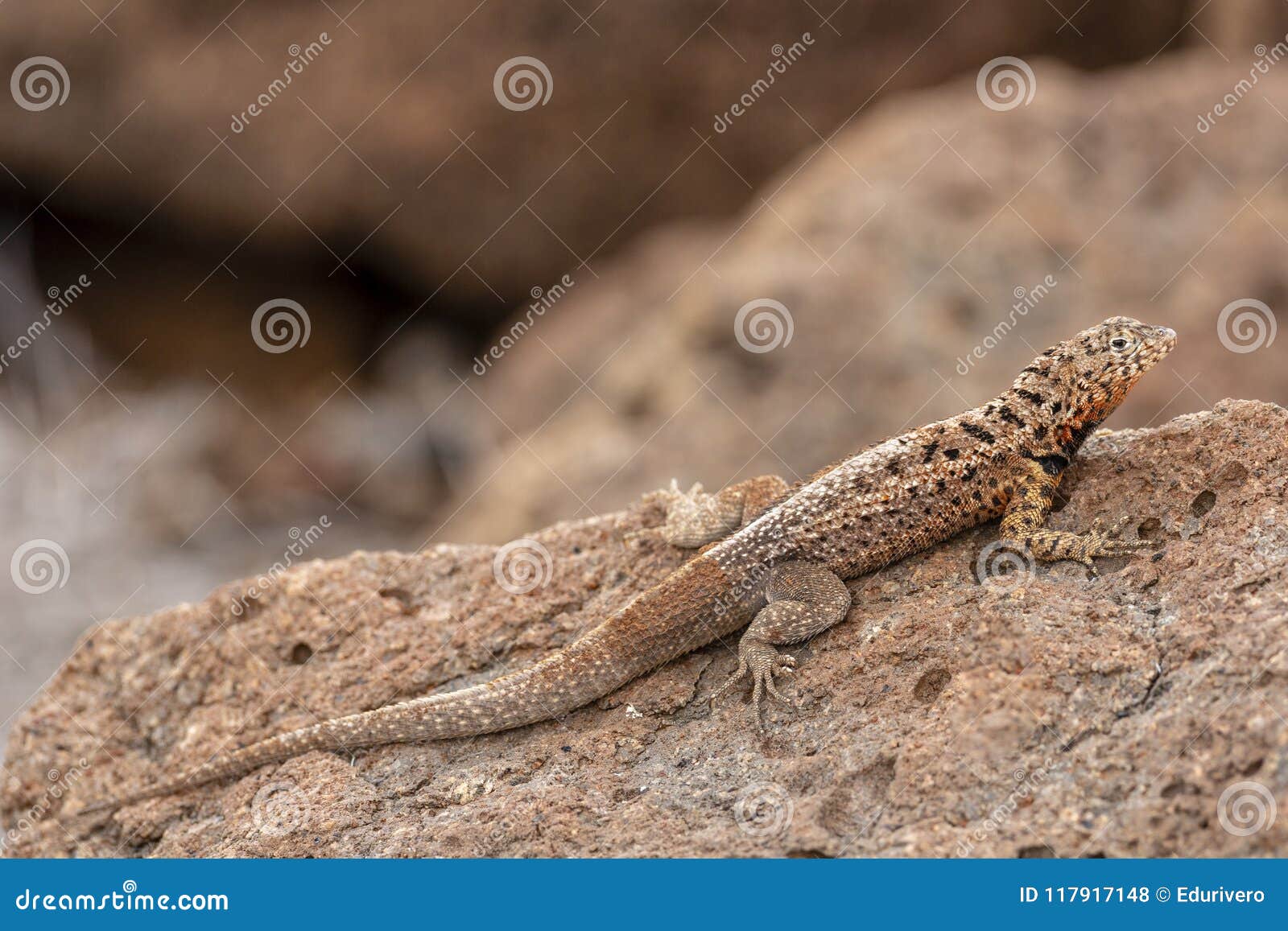 Albemarlensis Galapagos Lava Lizard Microlophus in Galapagos I ...