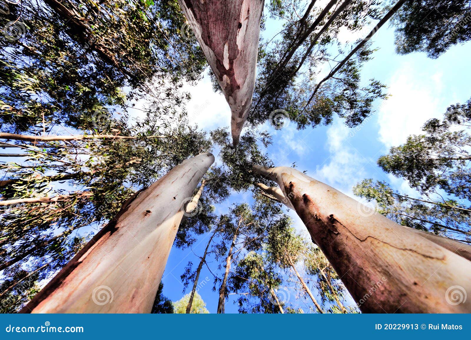 Alberi alti immagine stock. Immagine di legno, bello - 20229913