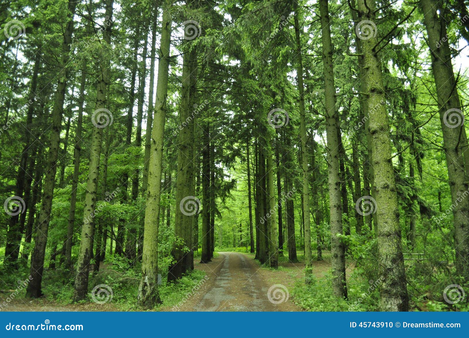 Alberi alti fotografia stock. Immagine di parco, vegetazione - 45743910