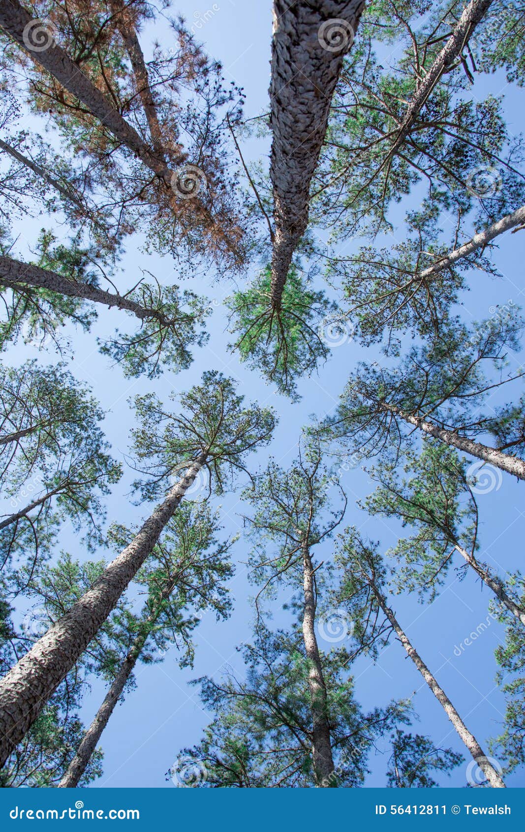 Alberi alti immagine stock. Immagine di aperto, estate - 56412811