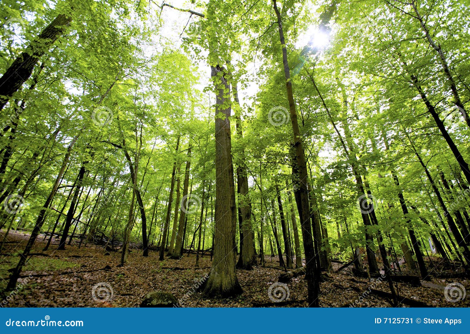 Alberi alti immagine stock. Immagine di stagioni, ambiente - 7125731