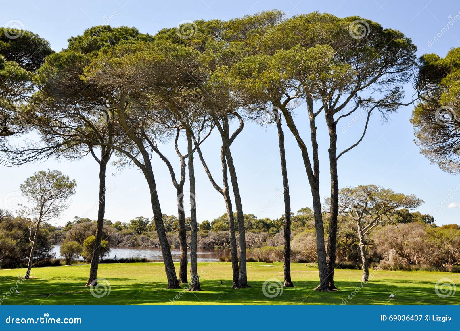 Alberi Alti Alle Zone Umide Immagine Stock - Immagine di riserva, flora ...