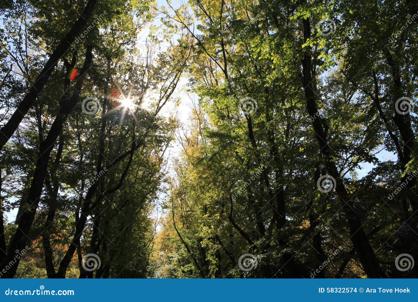 Alberi Alti Con Il Flusso Continuo Di Luce Solare Fotografia Stock ...