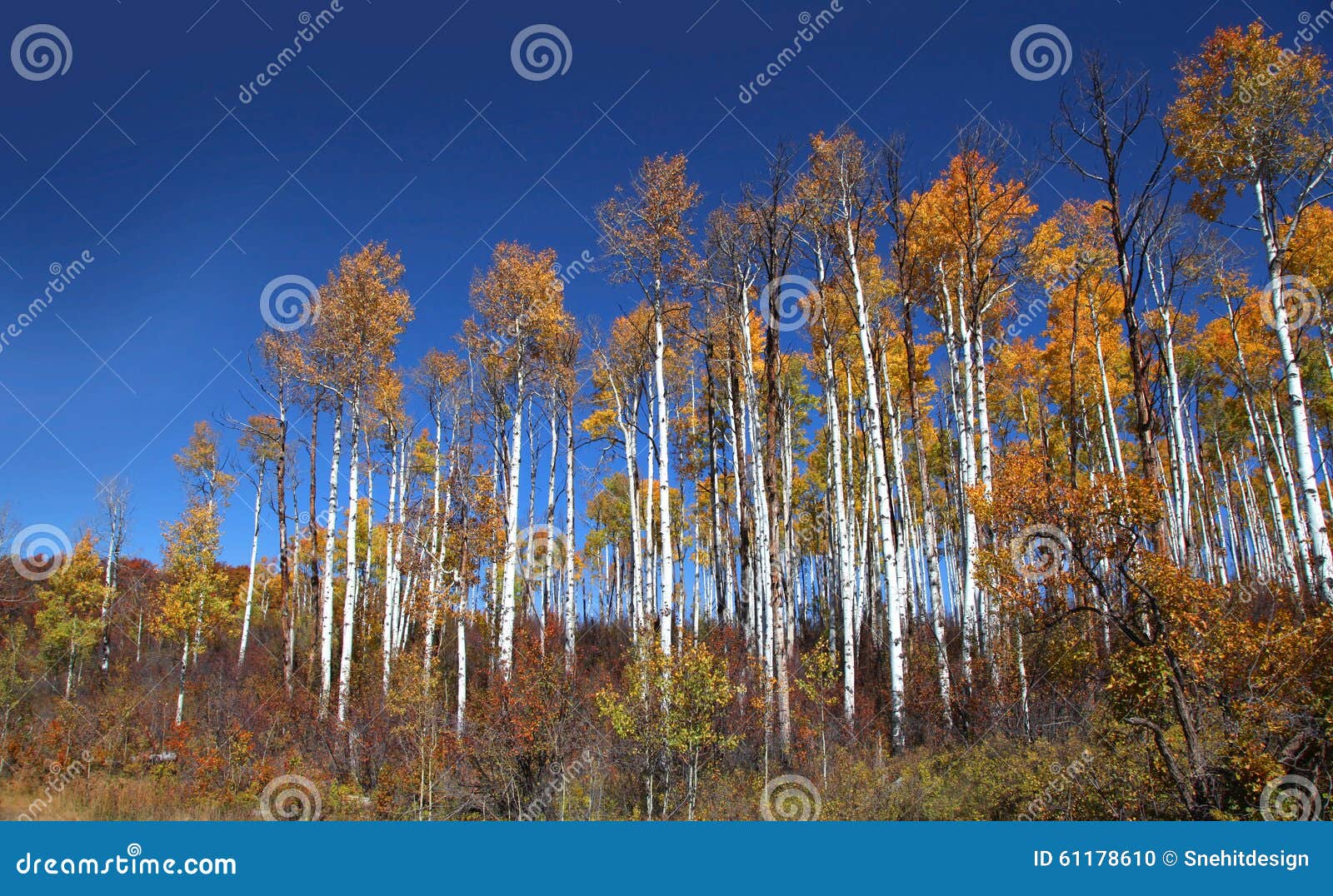 Alberi alti della tremula fotografia stock. Immagine di paesaggio ...