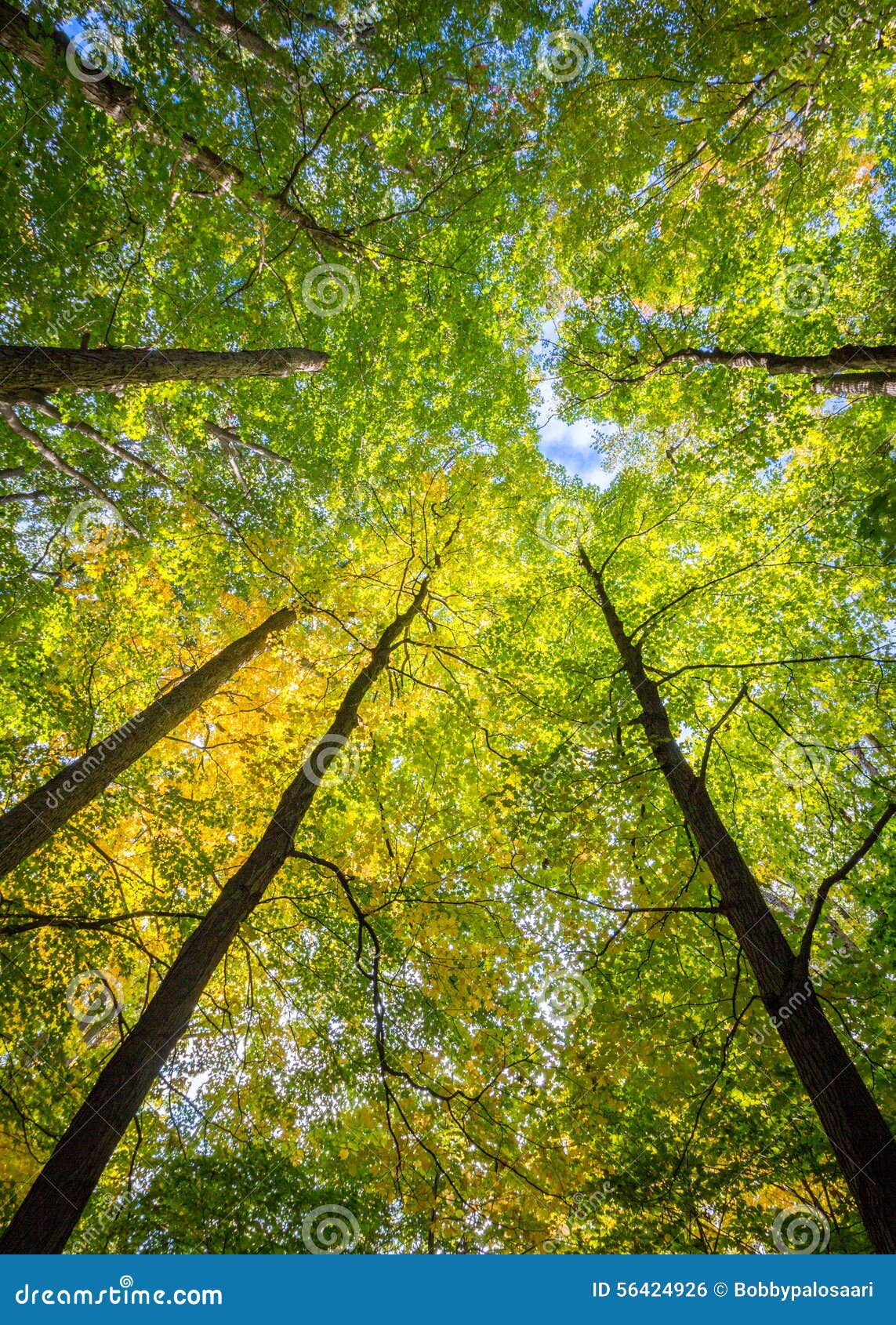 Alberi Alti Di Forest Canopy Incantevole Fotografia Stock - Immagine di ...