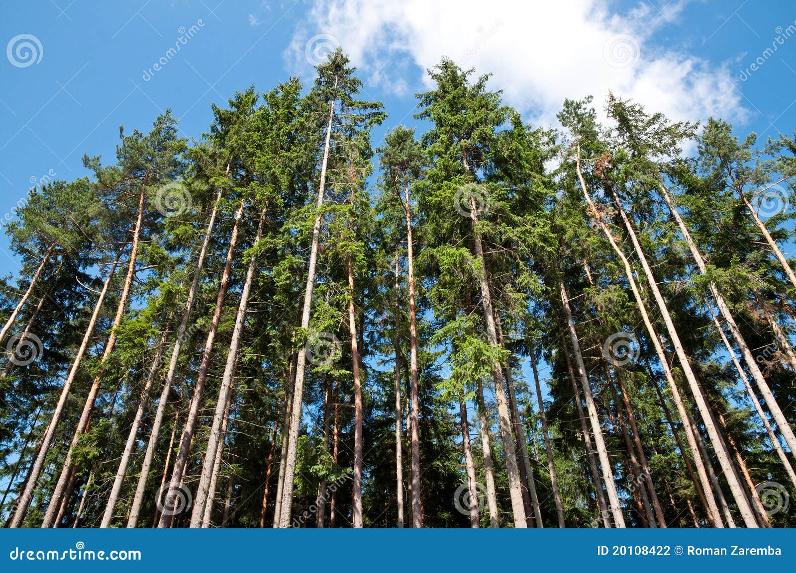 Alberi alti nella foresta fotografia stock. Immagine di foreste - 20108422