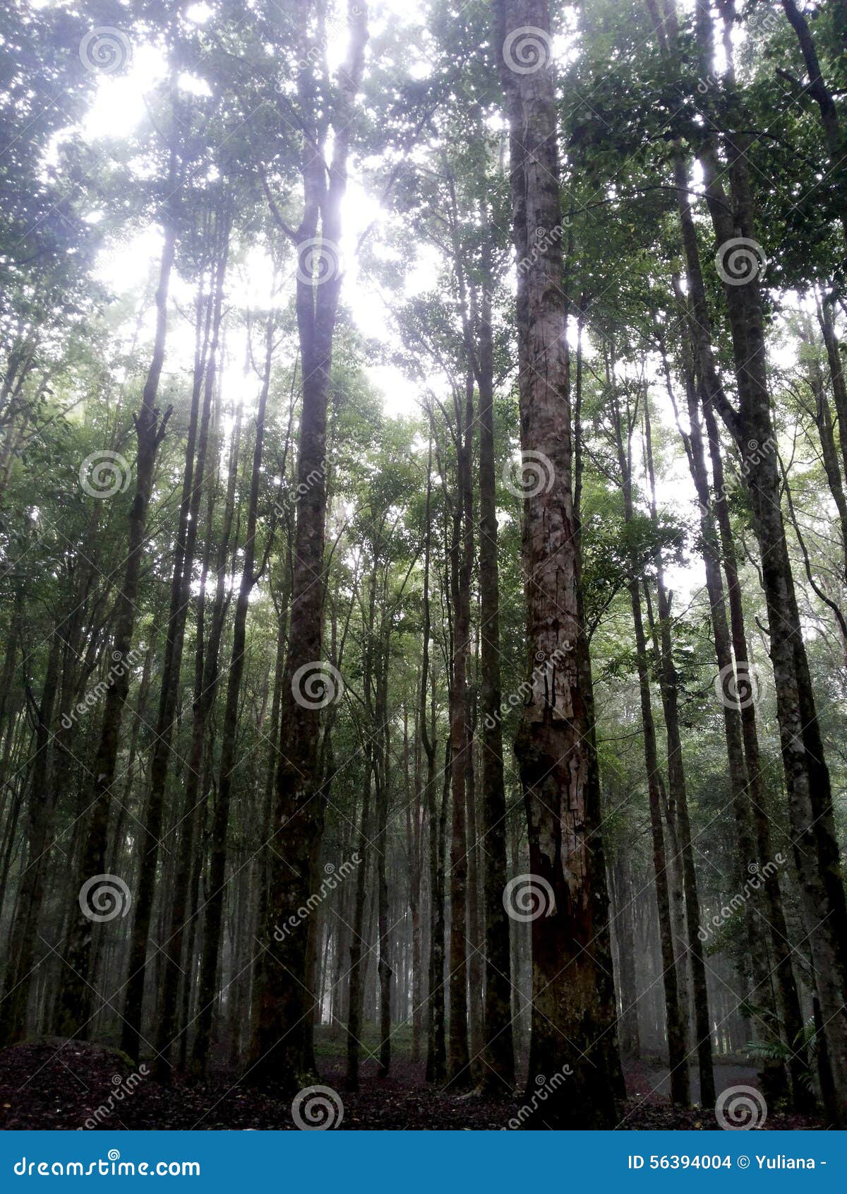 Alberi alti nella foresta fotografia stock. Immagine di erba - 56394004