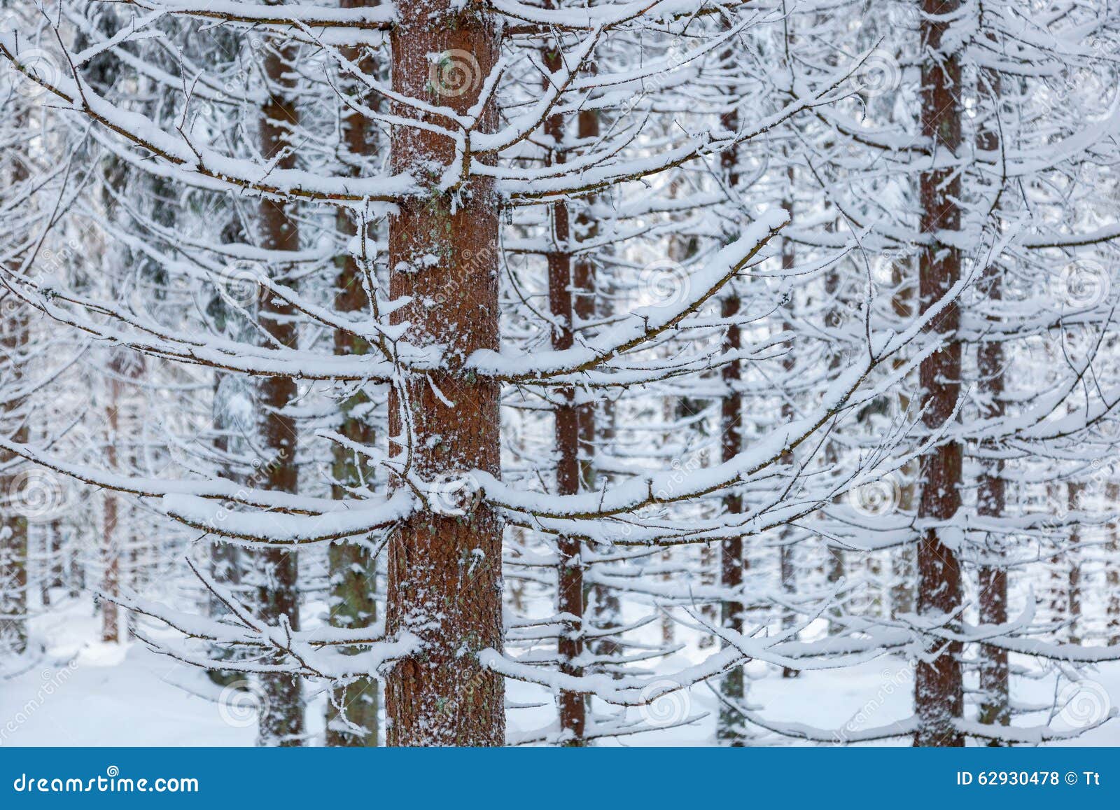Alberi attillati con neve fotografia stock. Immagine di brina - 62930478