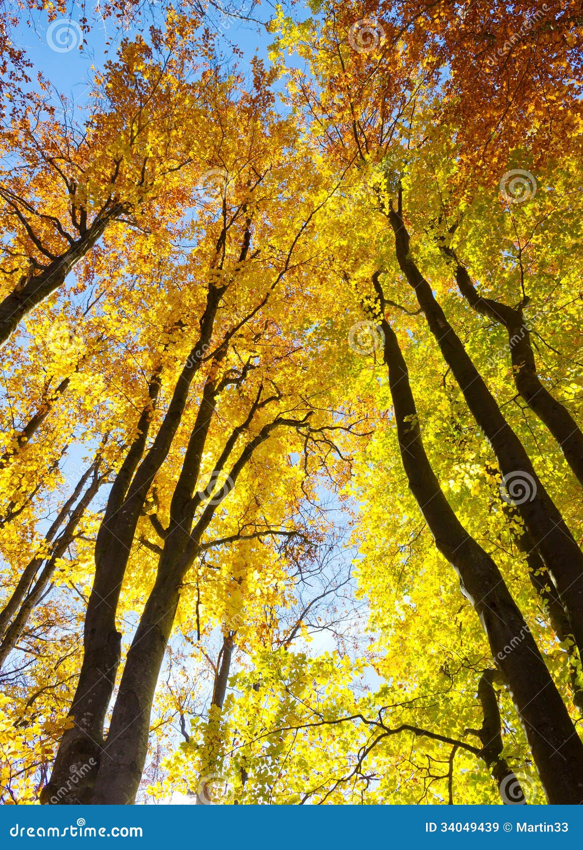 Alberi autunnali immagine stock. Immagine di foresta - 34049439