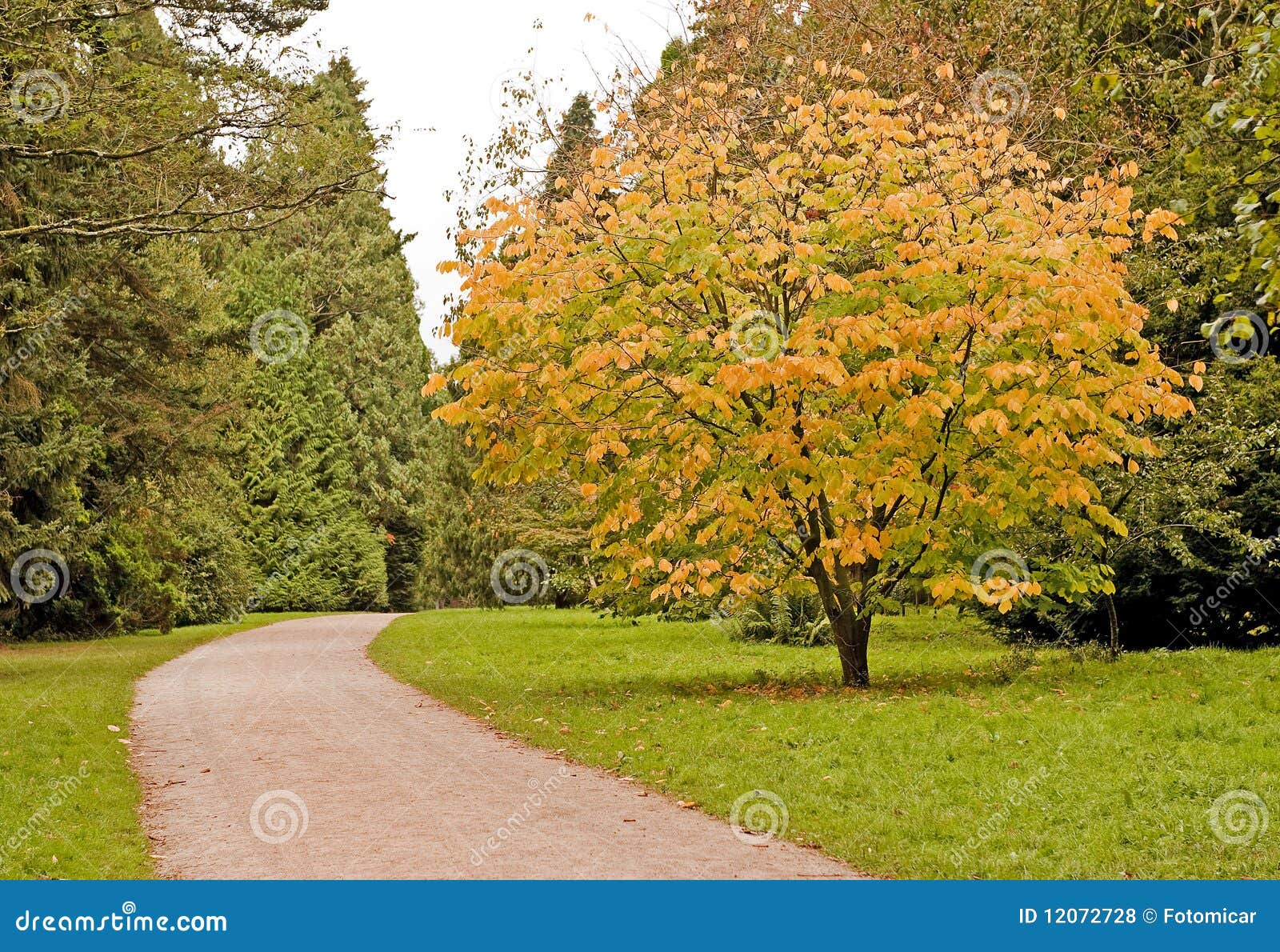 Alberi in autunno fotografia stock. Immagine di colorato - 12072728