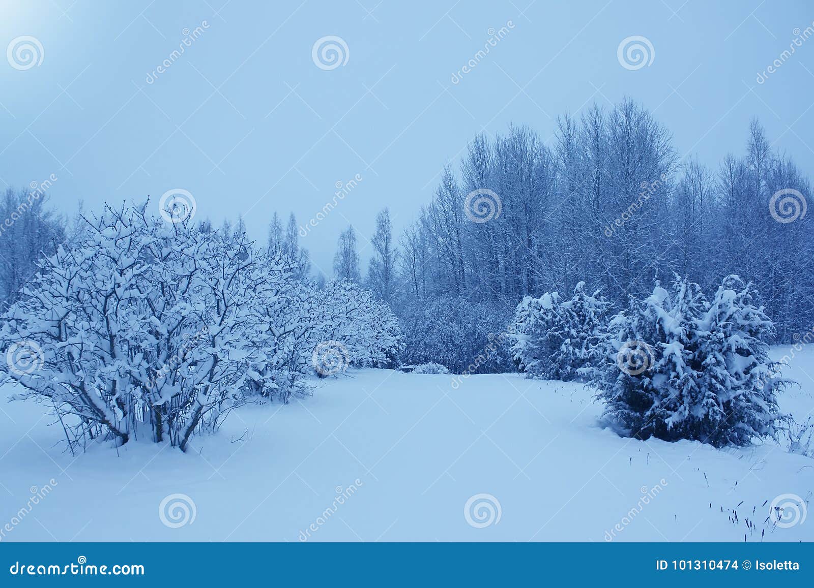 Alberi con neve fotografia stock. Immagine di sfondo - 101310474