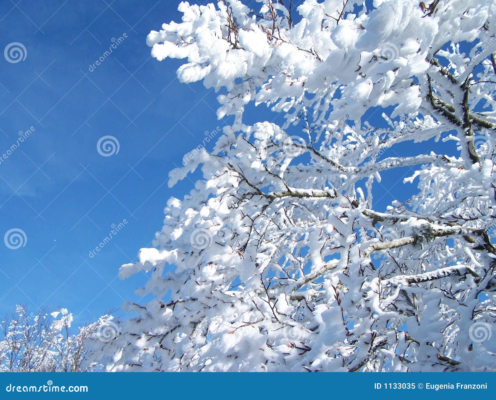 Alberi con neve immagine stock. Immagine di sfondo, inverno - 1133035