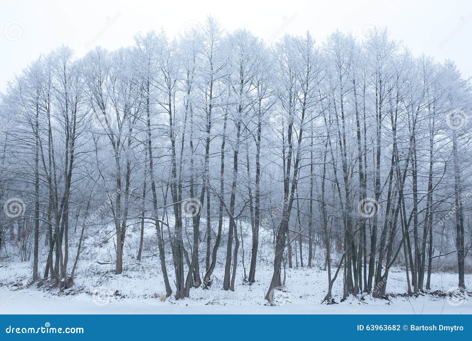 Alberi con neve fotografia stock. Immagine di disegno - 63963682