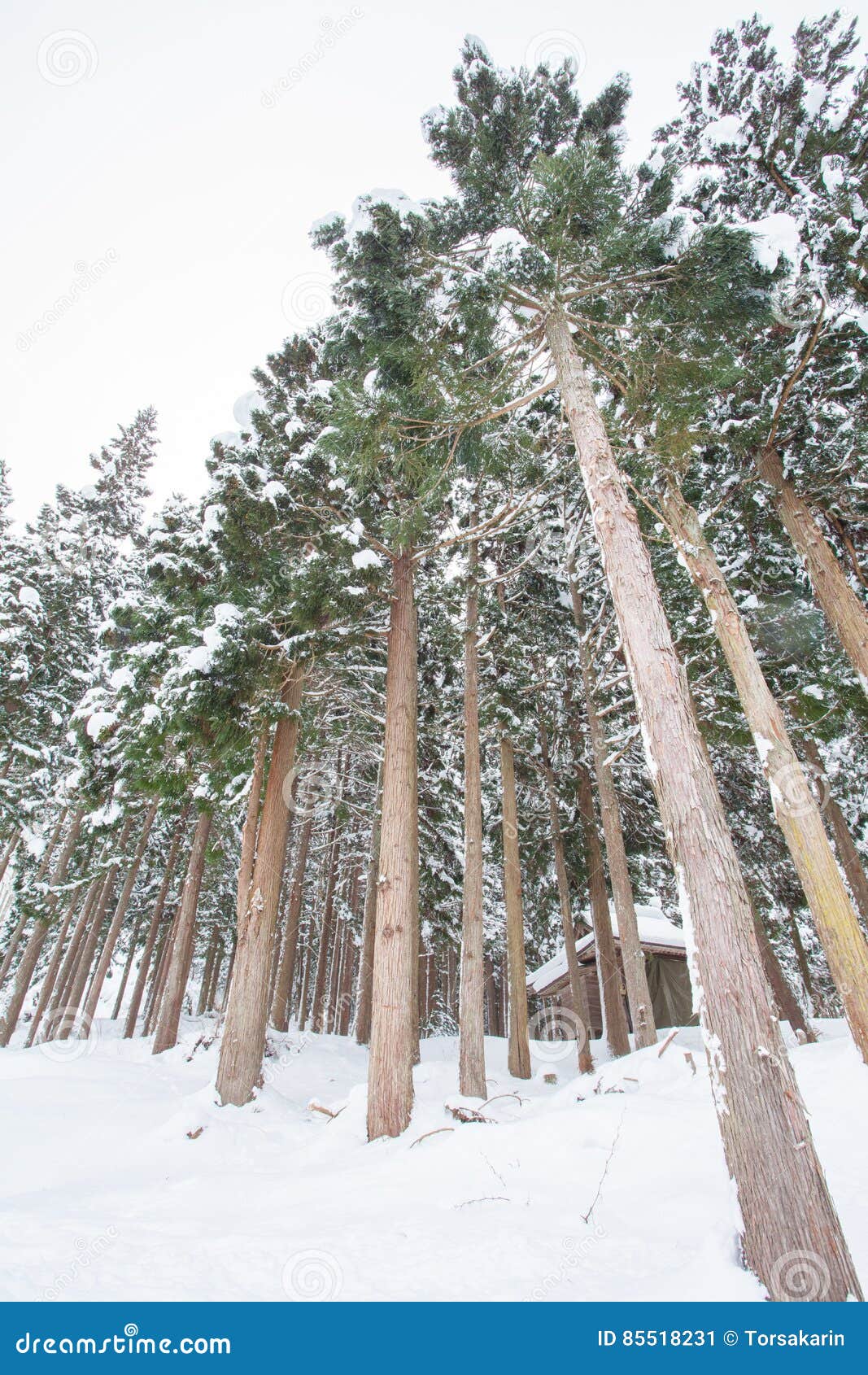 Alberi con neve in foresta immagine stock. Immagine di neve - 85518231