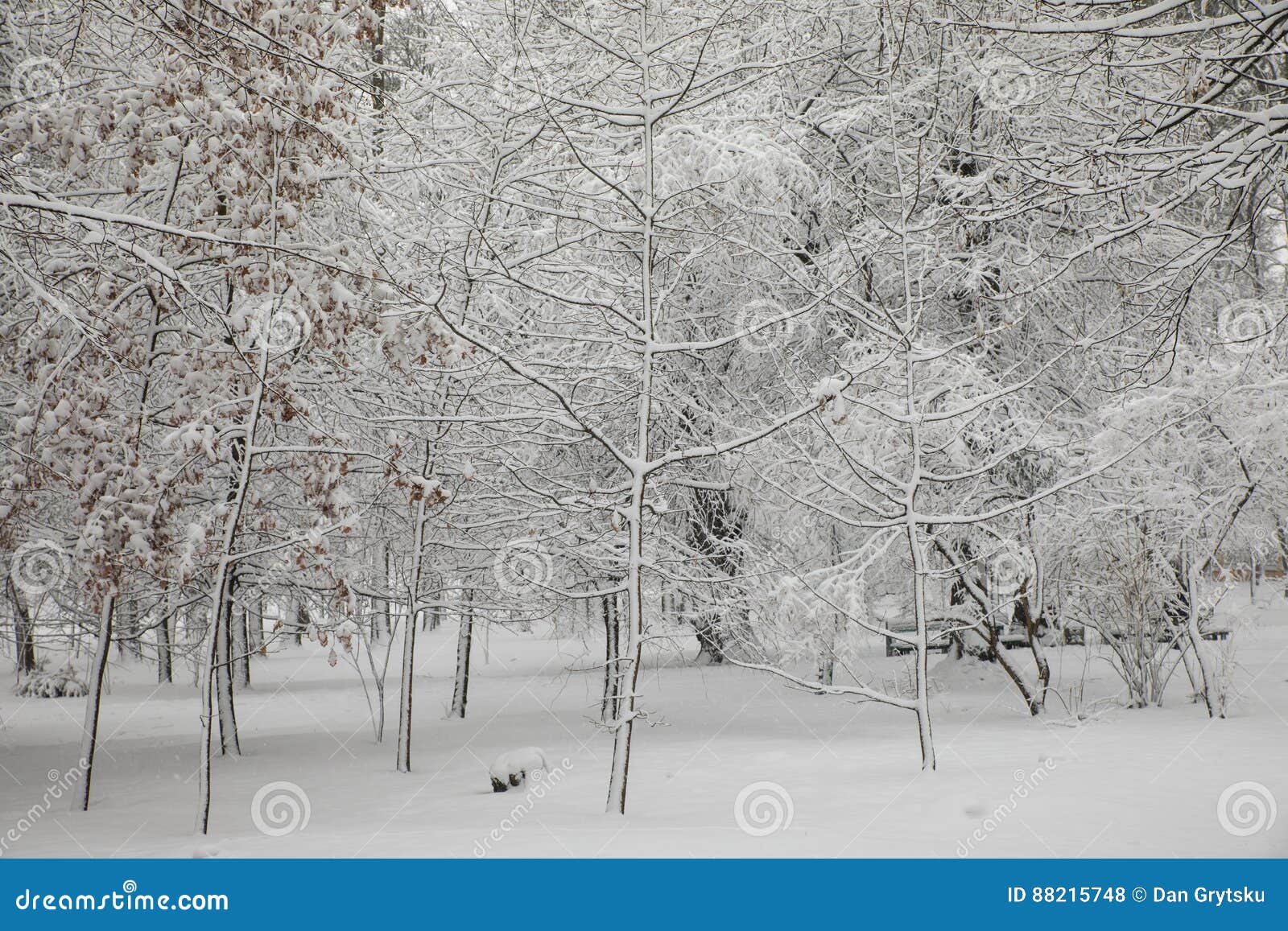 Alberi Con Neve Nel Parco Di Inverno Fotografia Stock - Immagine di ...