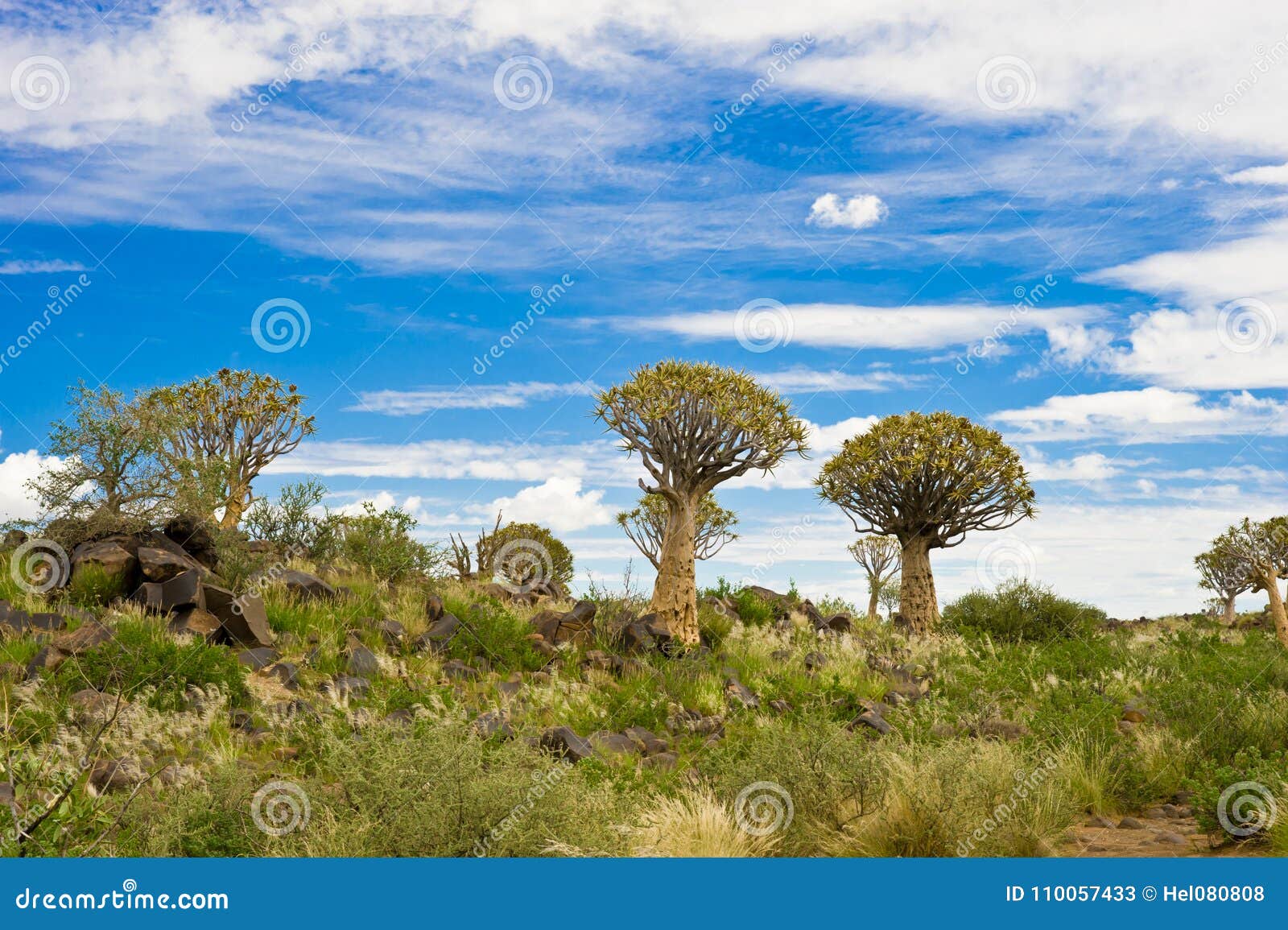 Alberi Della Faretra Nel Namibia Immagine Stock - Immagine di africano ...