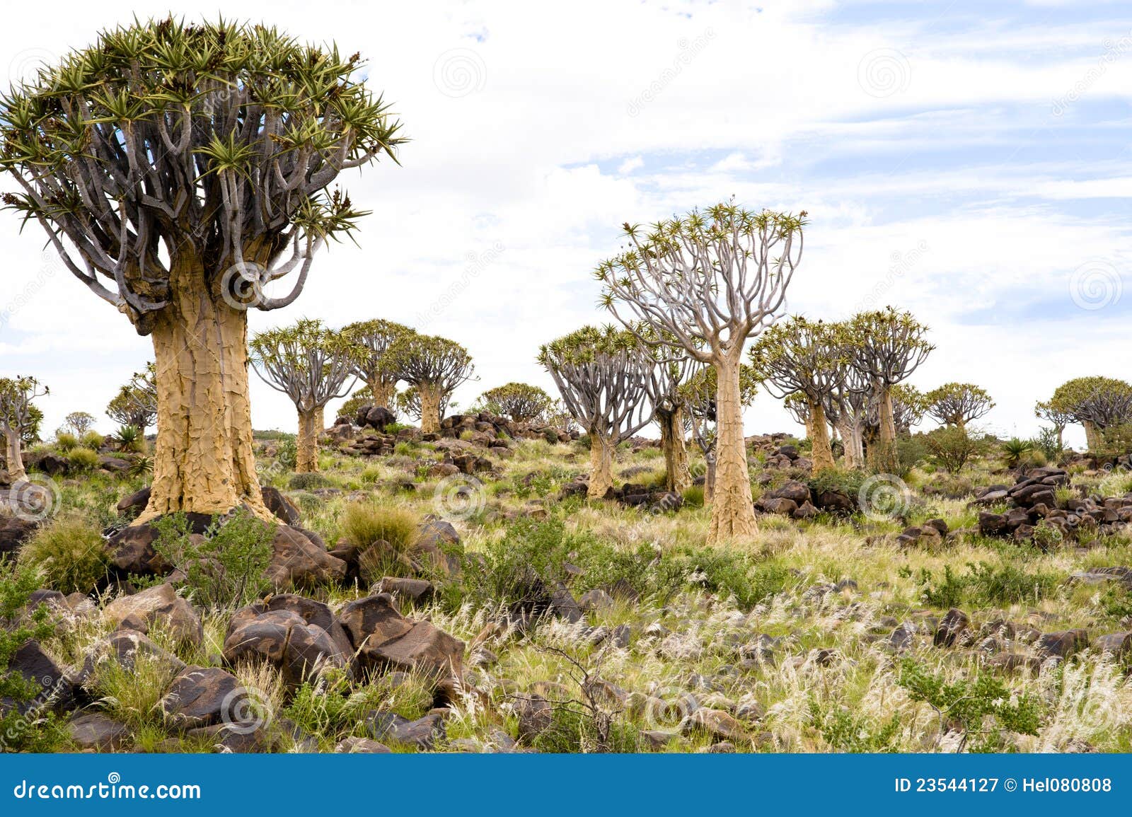 Alberi Della Faretra Nel Namibia Immagine Stock - Immagine di crosta ...