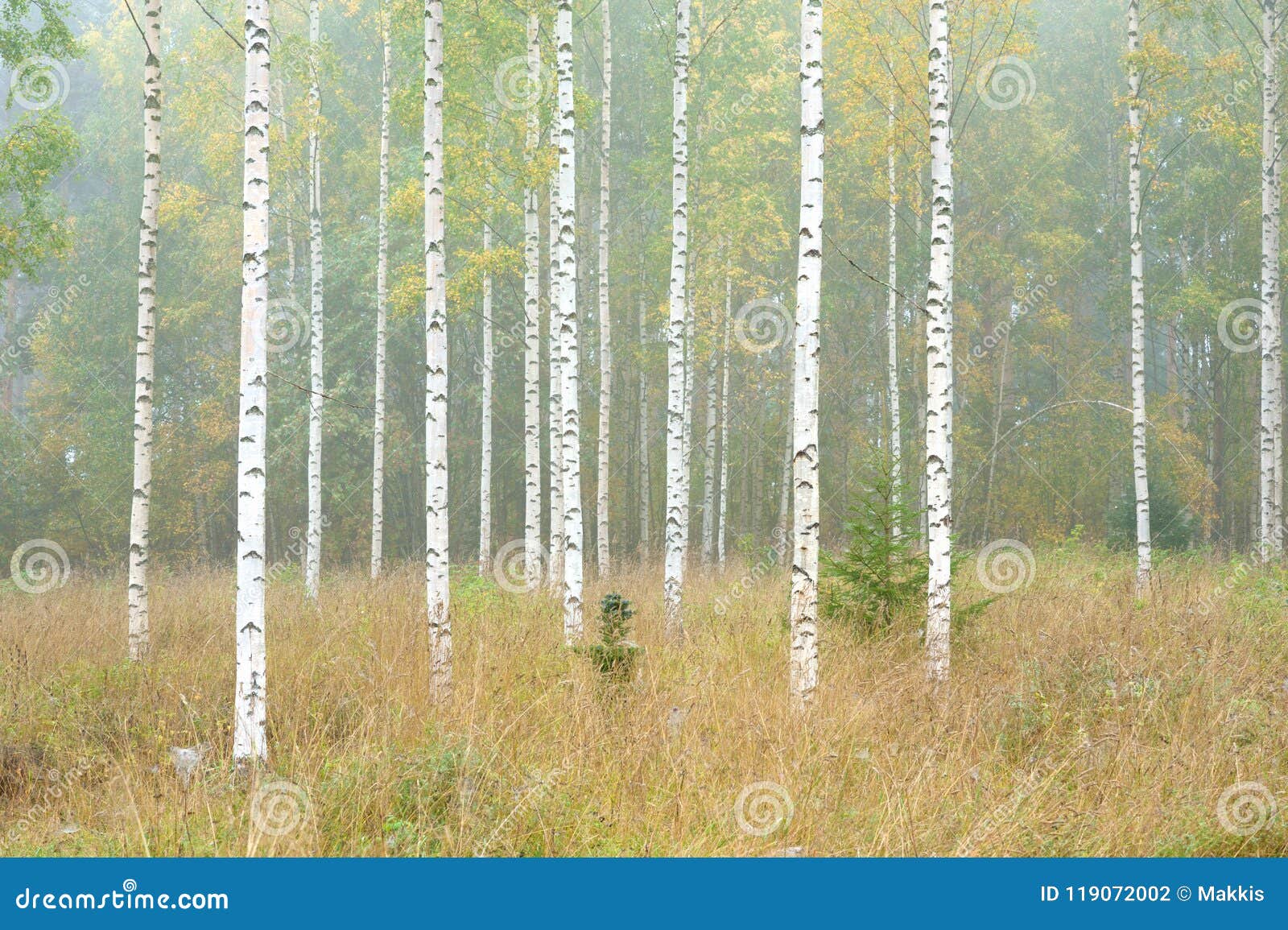Alberi Della Foresta E Di Betulla Di Autunno Fotografia Stock ...