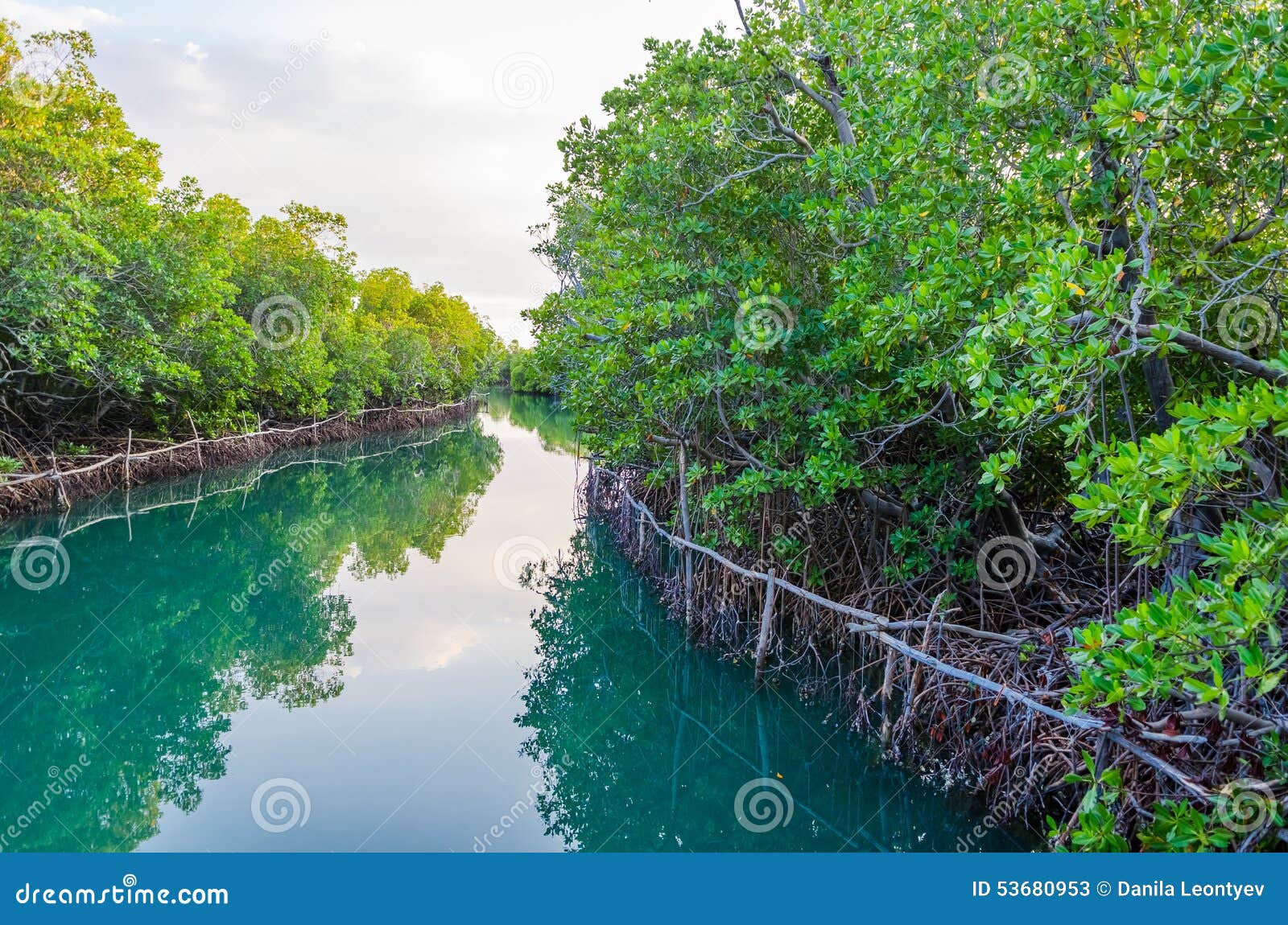 Alberi della mangrovia immagine stock. Immagine di radice - 53680953