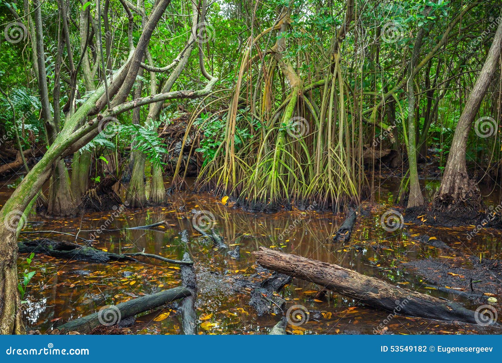 Alberi Della Mangrovia Che Crescono Nell'acqua Fotografia Stock ...