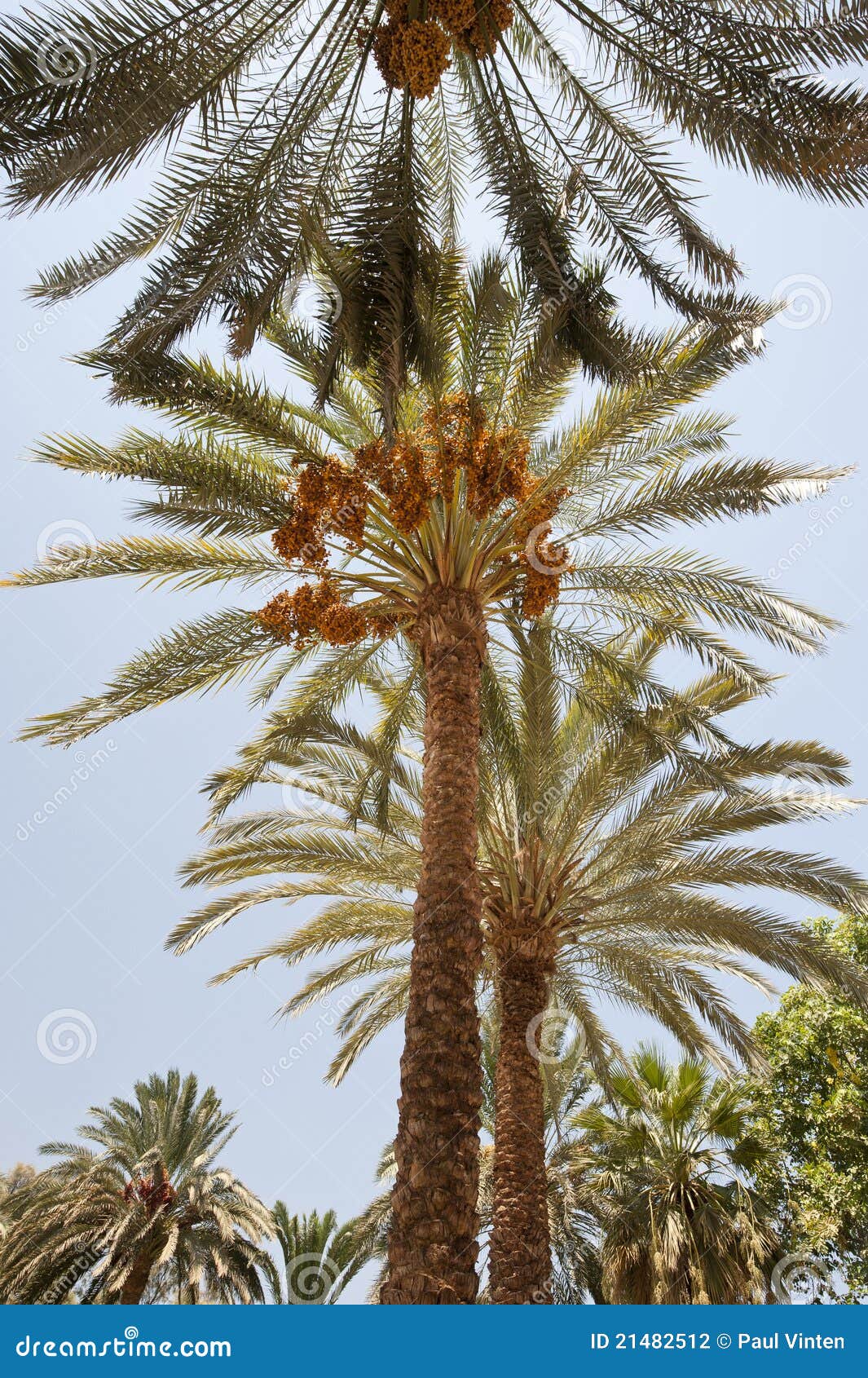 Alberi Della Palma Da Datteri Fotografia Stock - Immagine di alto ...