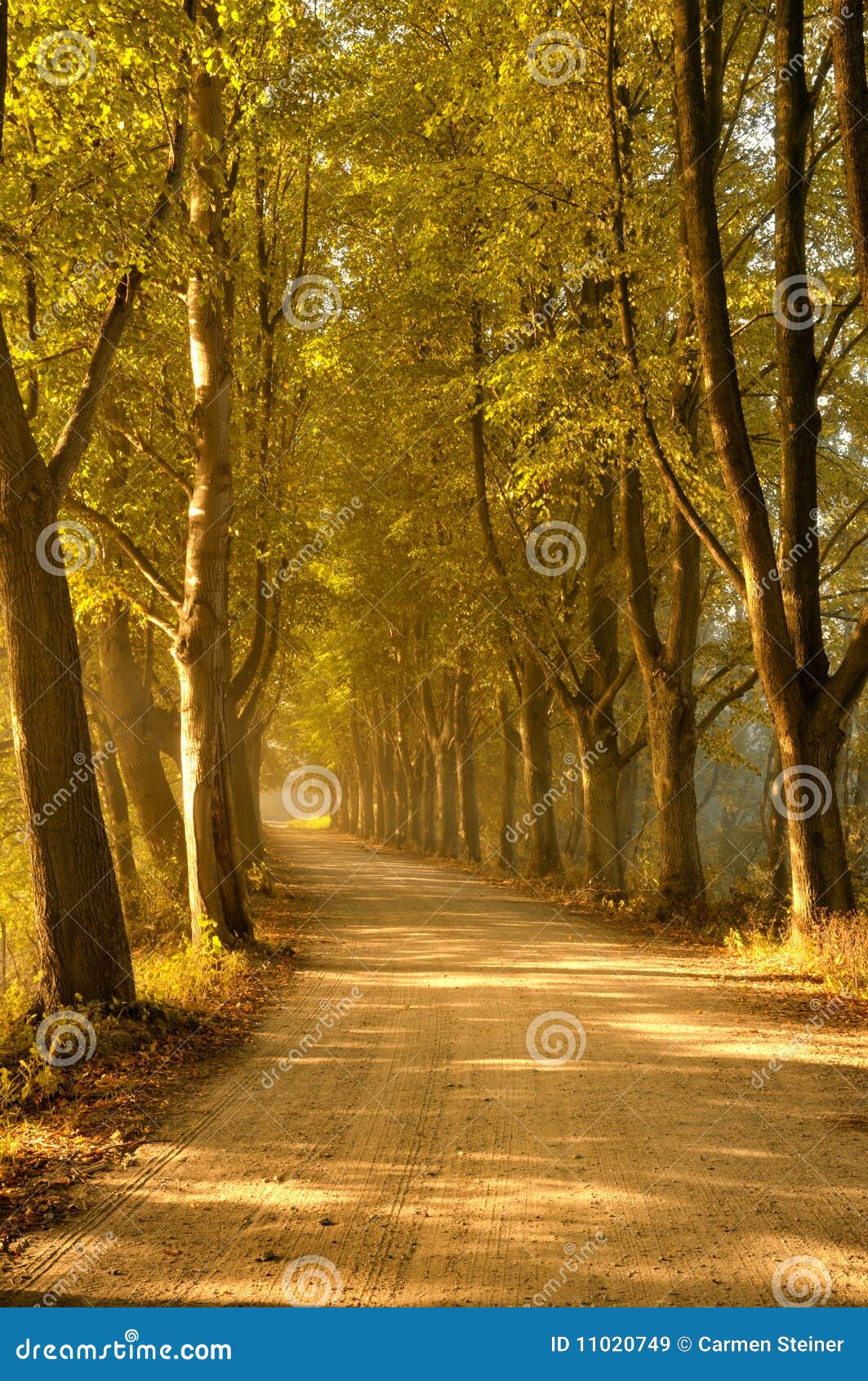 Alberi Di Autunno Che Allineano Strada Immagine Stock - Immagine di ...