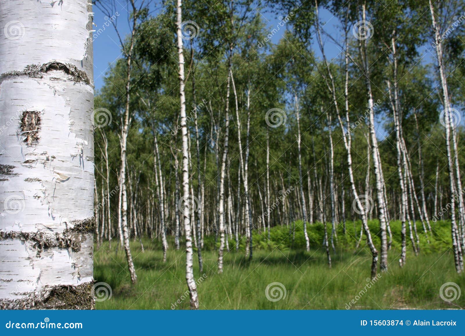 Alberi di betulla fotografia stock. Immagine di calore - 15603874