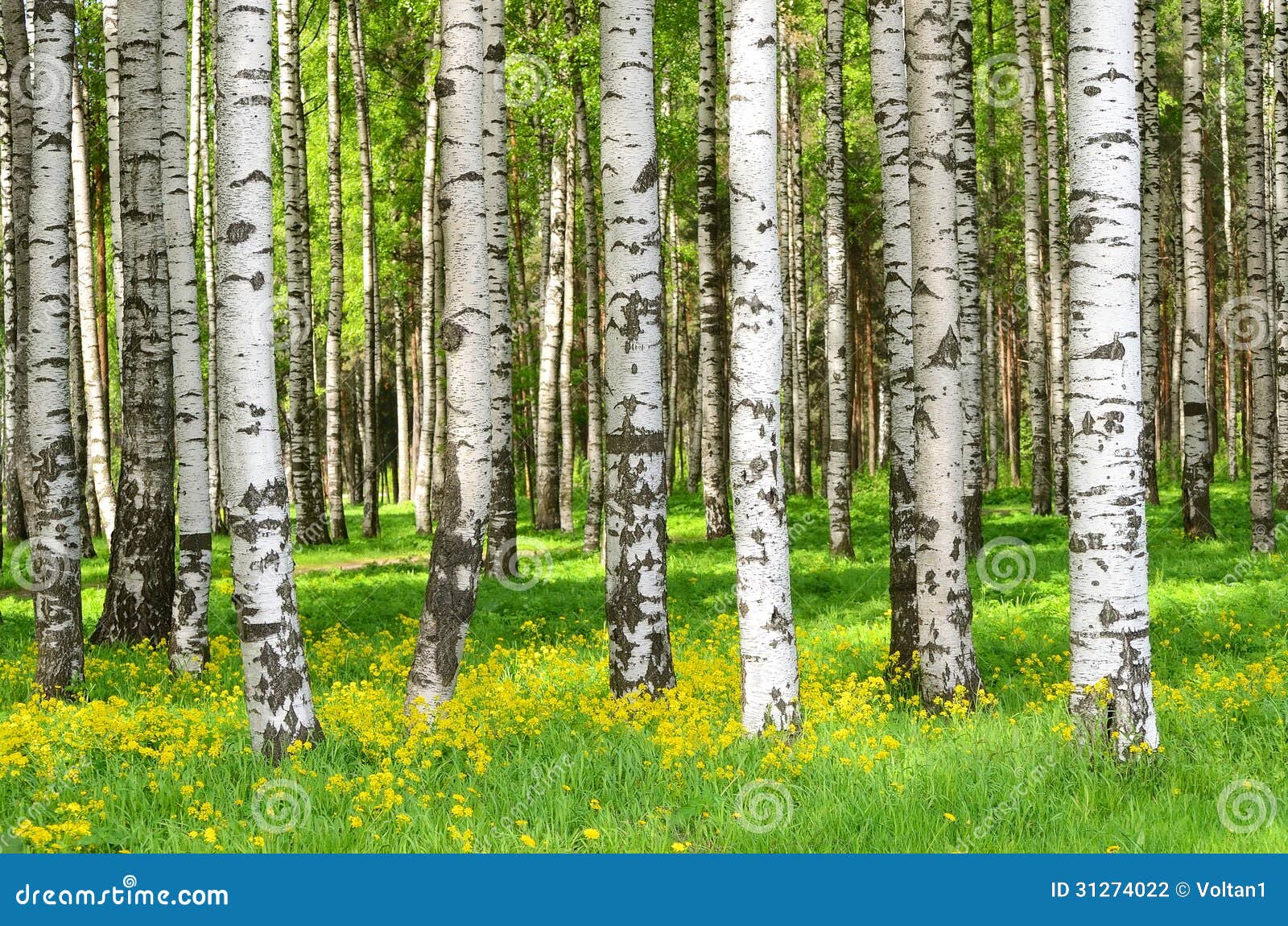 Alberi di betulla fotografia stock. Immagine di foglio - 31274022