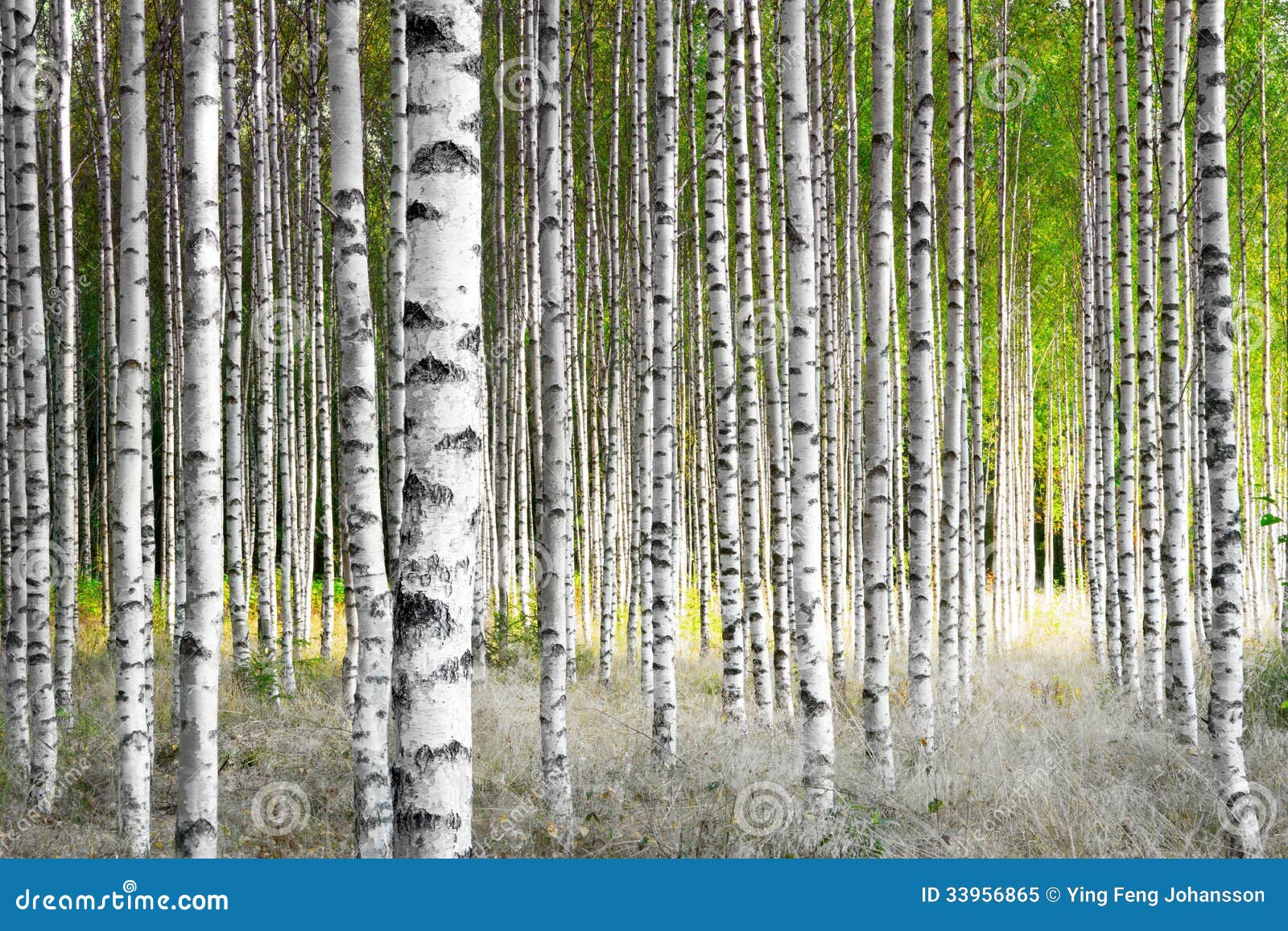 Alberi di betulla immagine stock. Immagine di paesaggio - 33956865