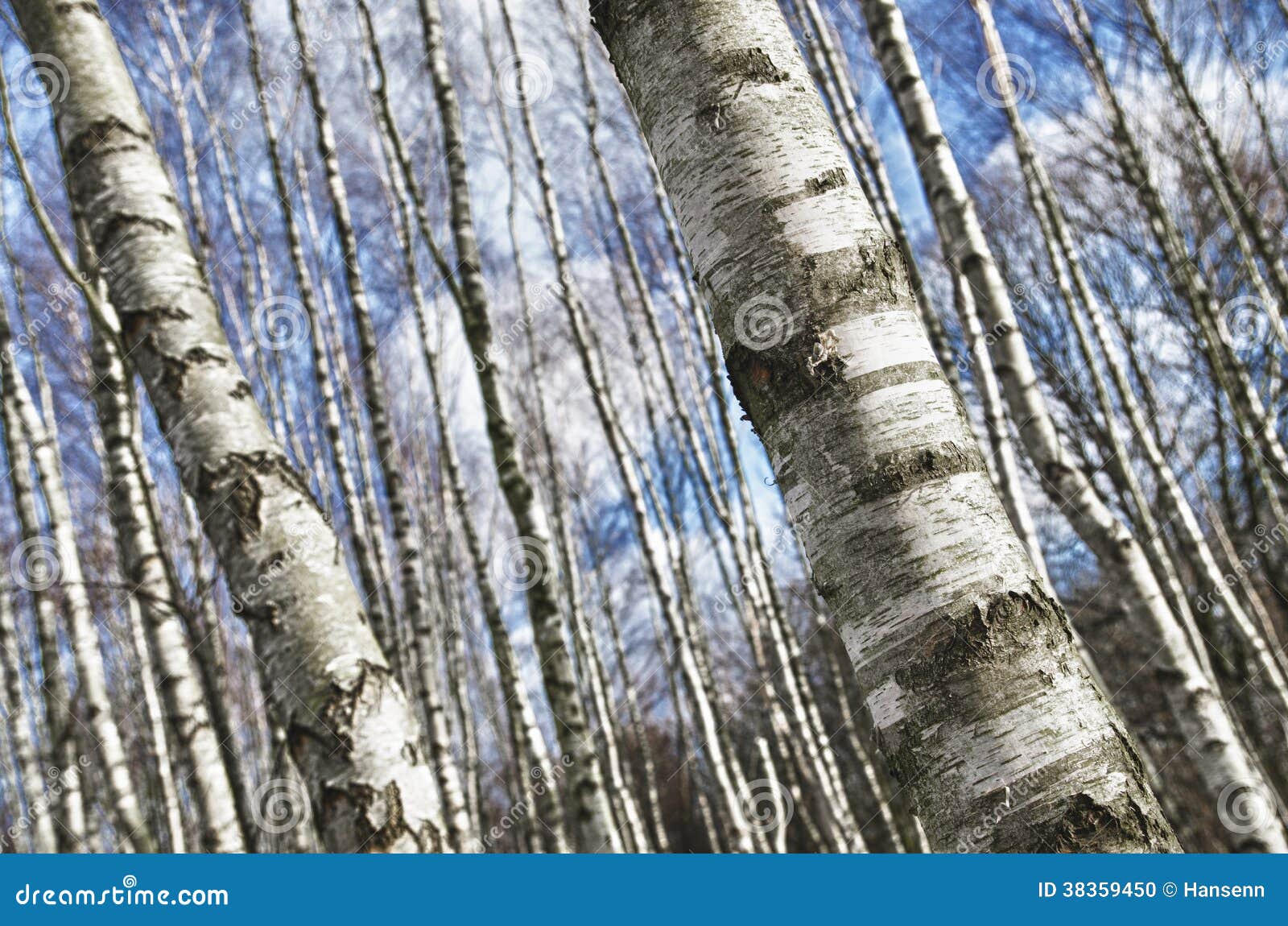 Alberi di betulla fotografia stock. Immagine di fogli - 38359450