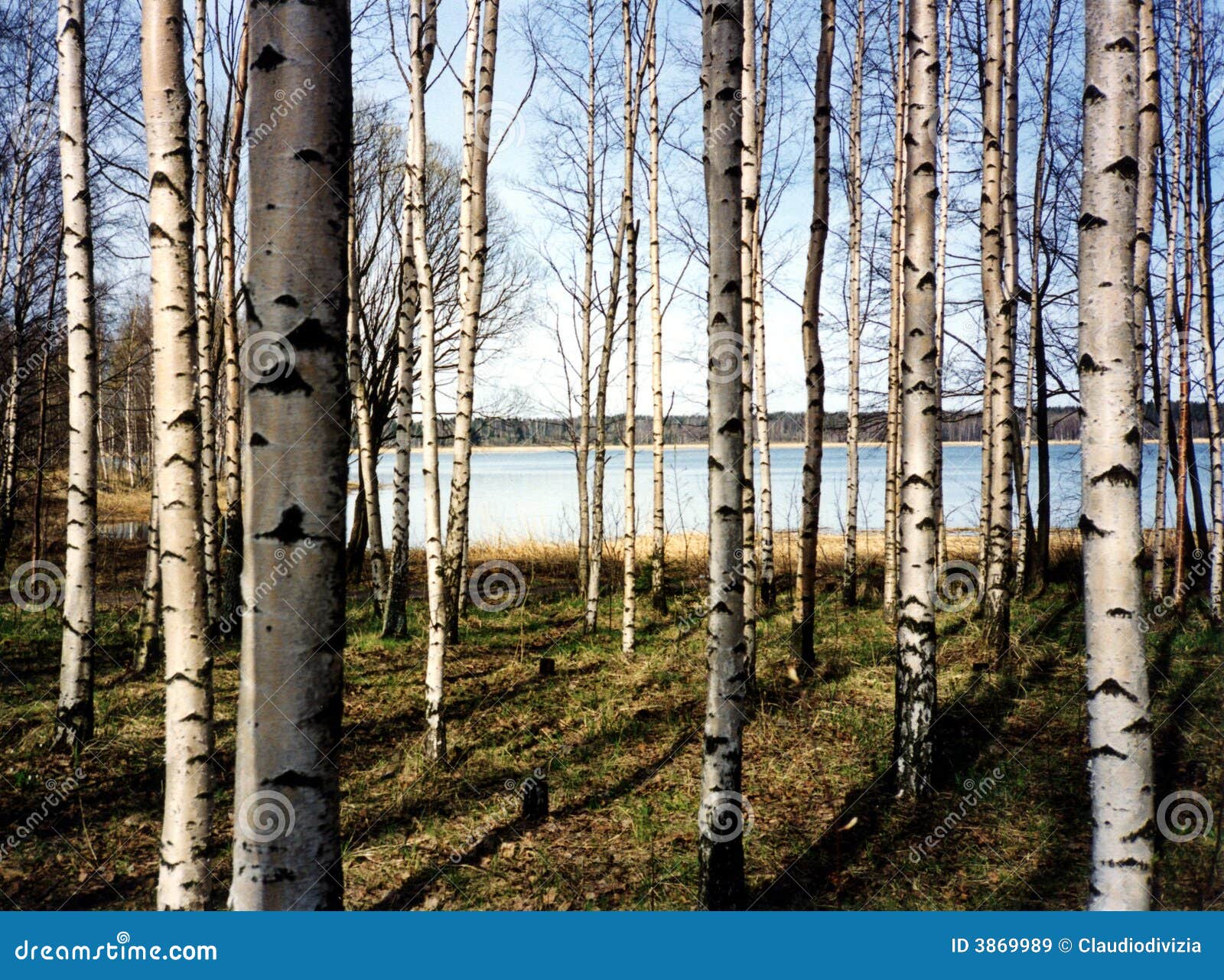 Alberi di betulla immagine stock. Immagine di molla, vegetazione - 3869989