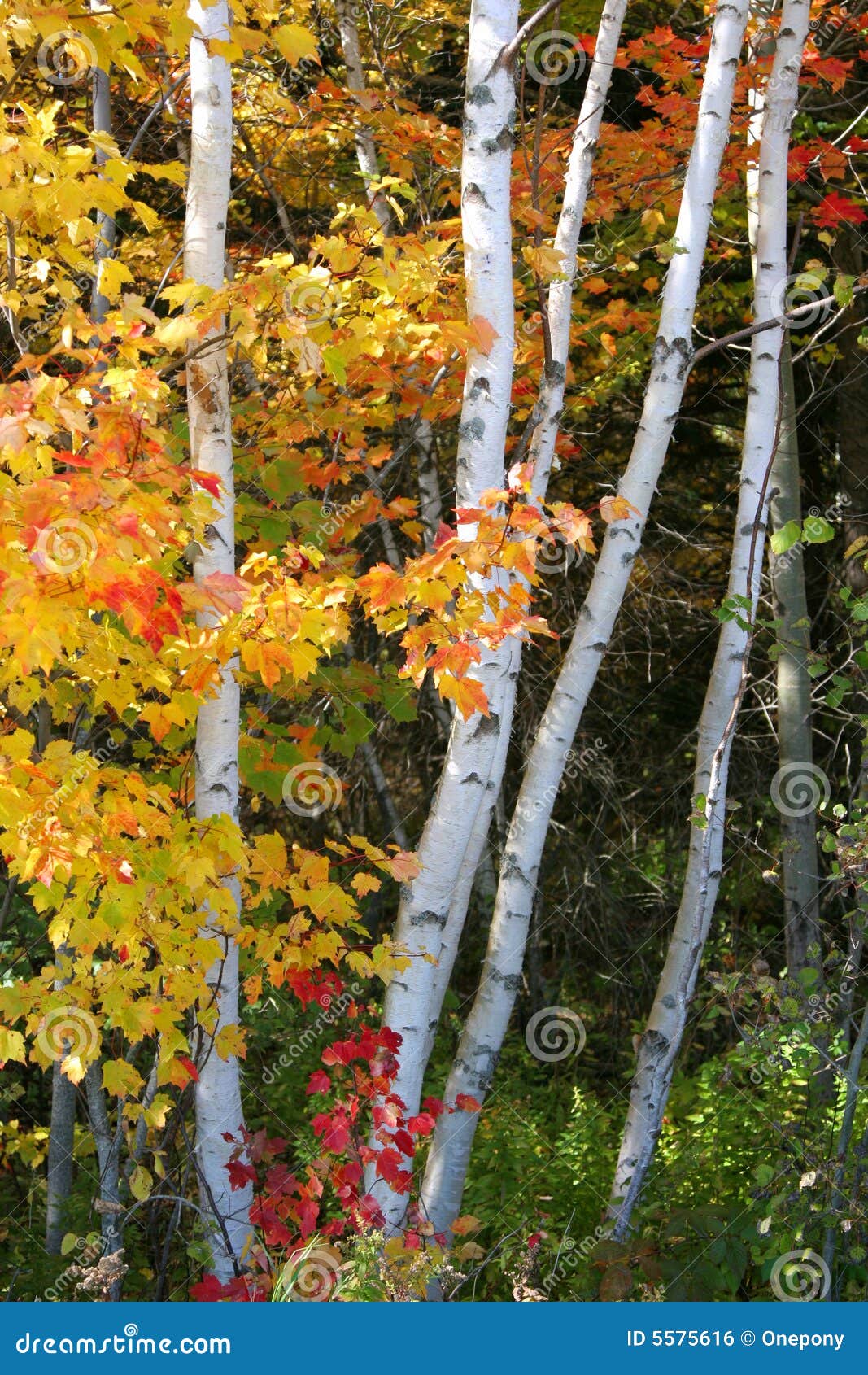 Alberi di betulla fotografia stock. Immagine di alberi - 5575616