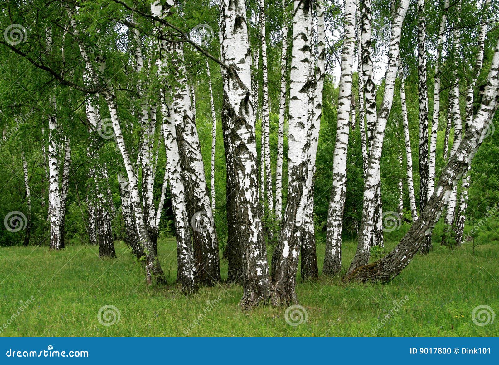 Alberi di betulla fotografia stock. Immagine di ambientale - 9017800