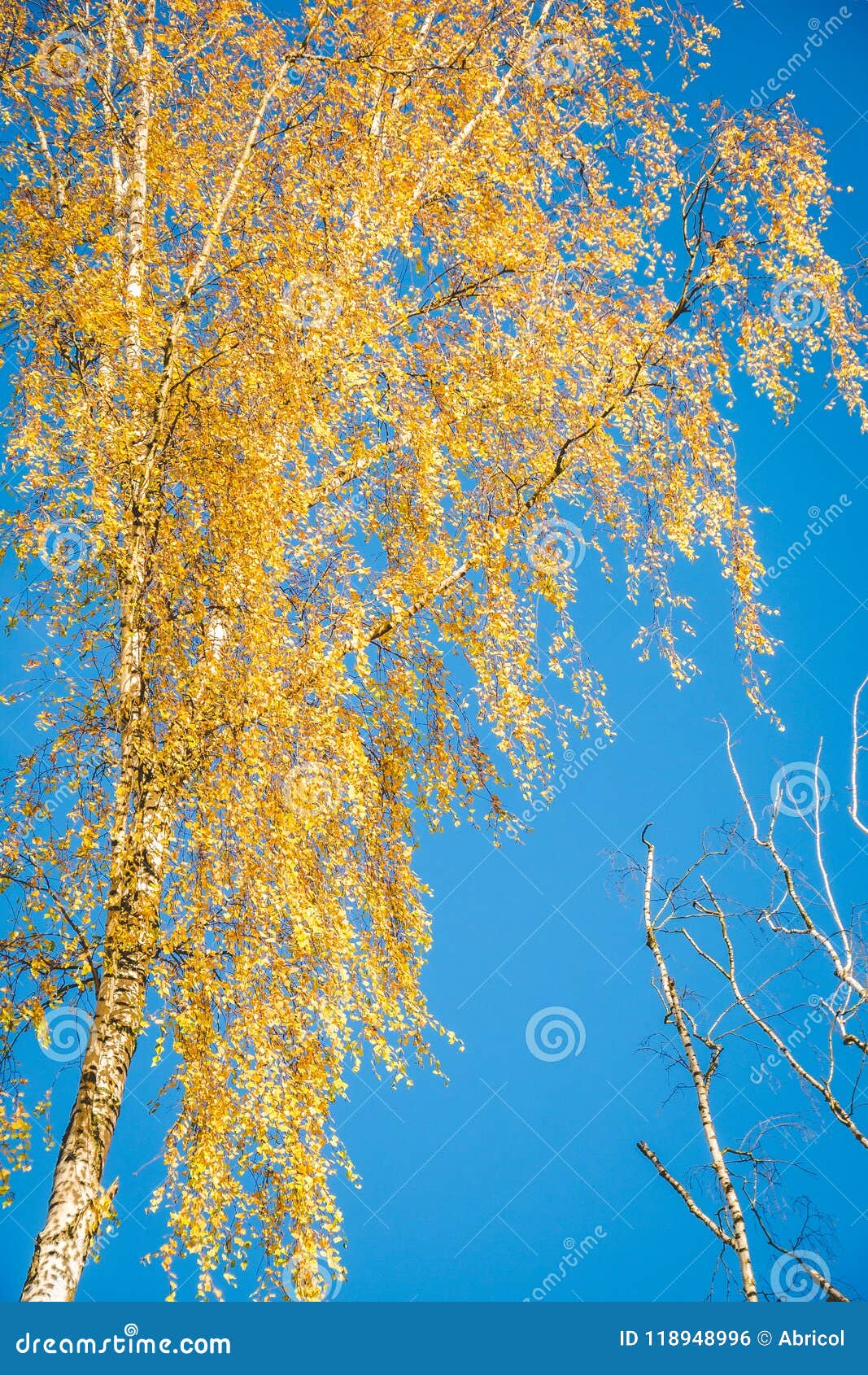 Alberi Di Betulla in Autunno Fotografia Stock - Immagine di nave ...