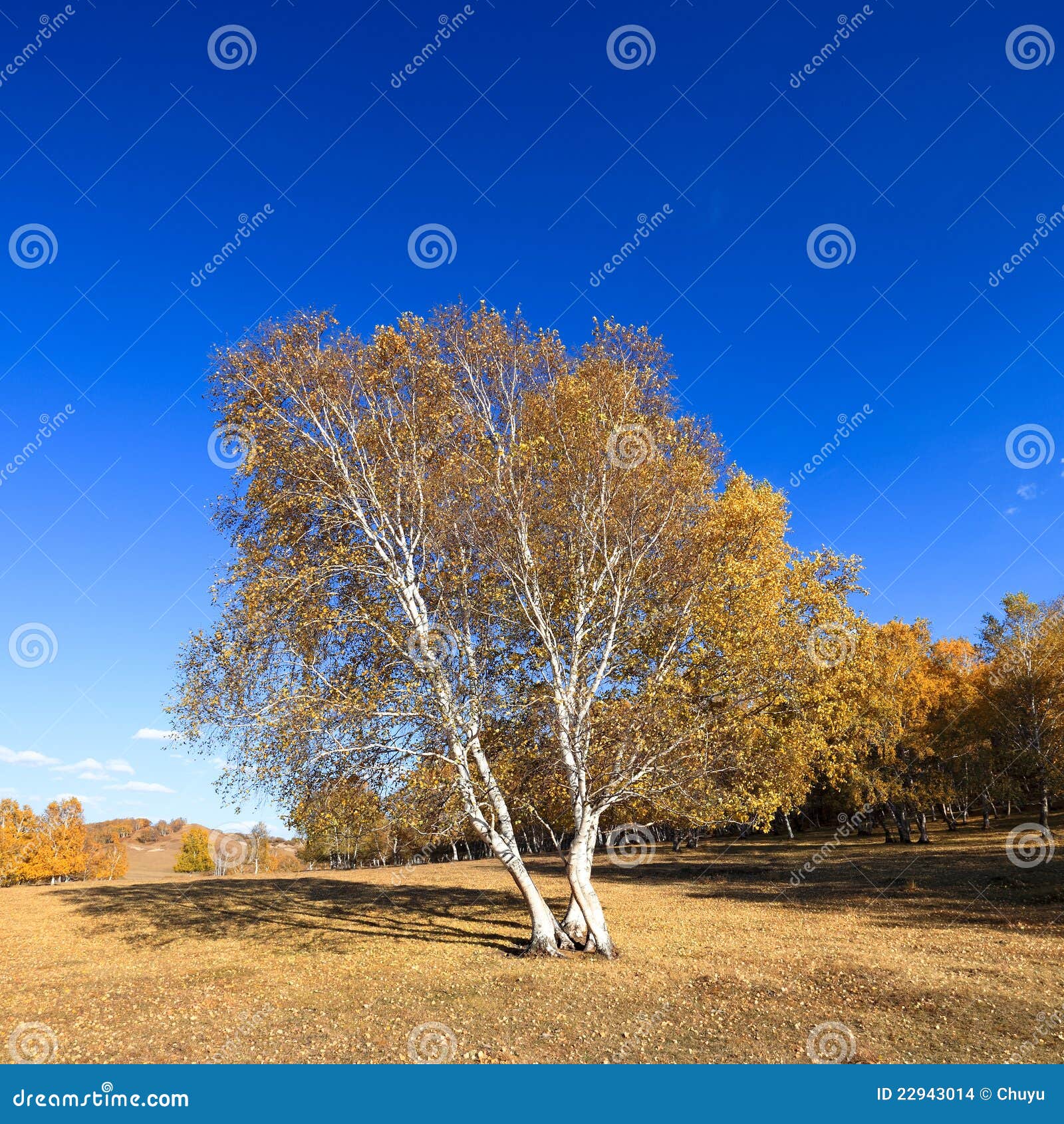 Alberi Di Betulla in Autunno Fotografia Stock - Immagine di puro ...