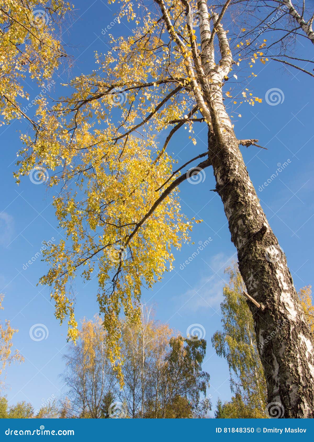 Alberi Di Betulla Di Autunno Fotografia Stock - Immagine di caduta ...