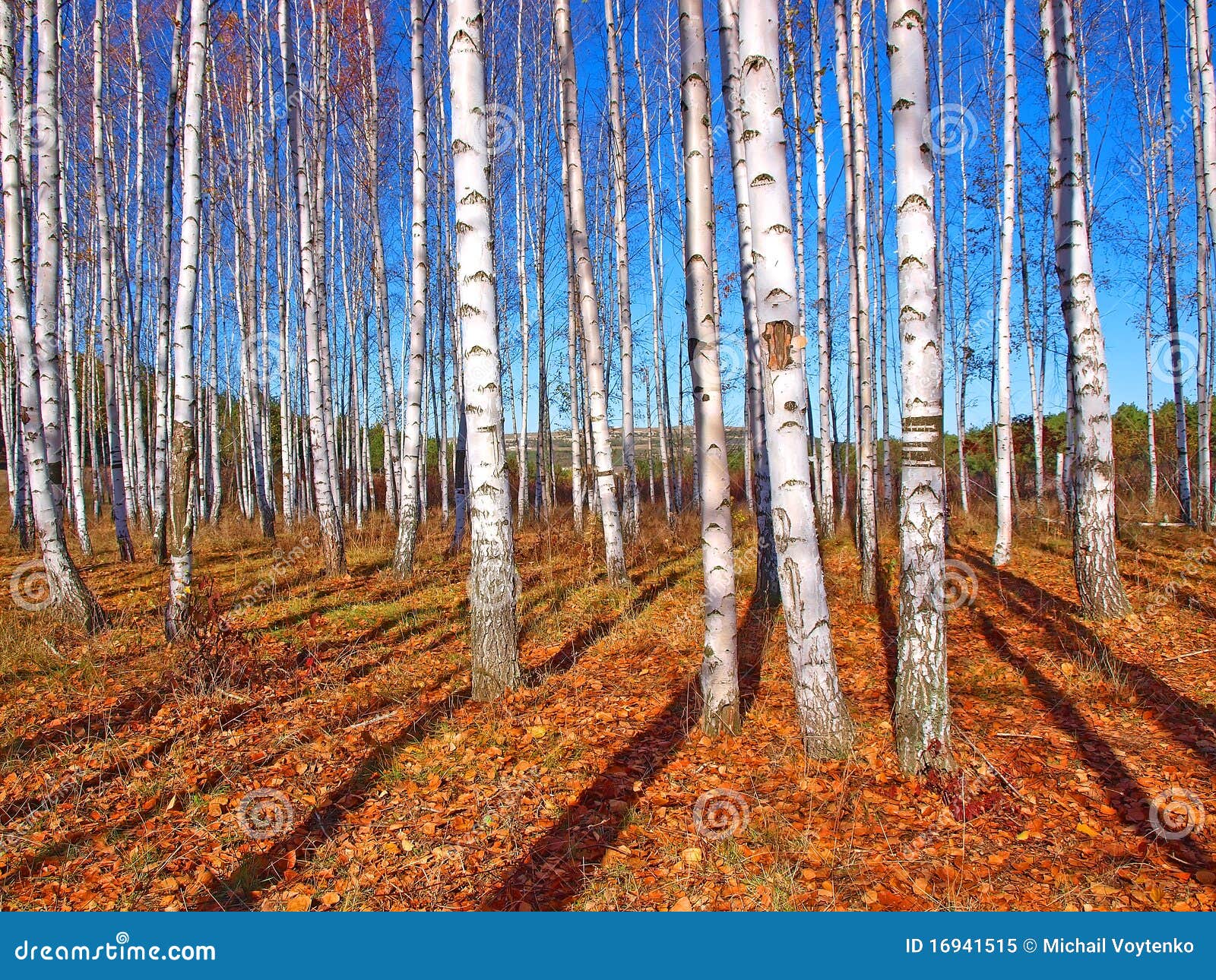 Alberi Di Betulla E Cielo Blu Profondo Immagine Stock - Immagine di ...