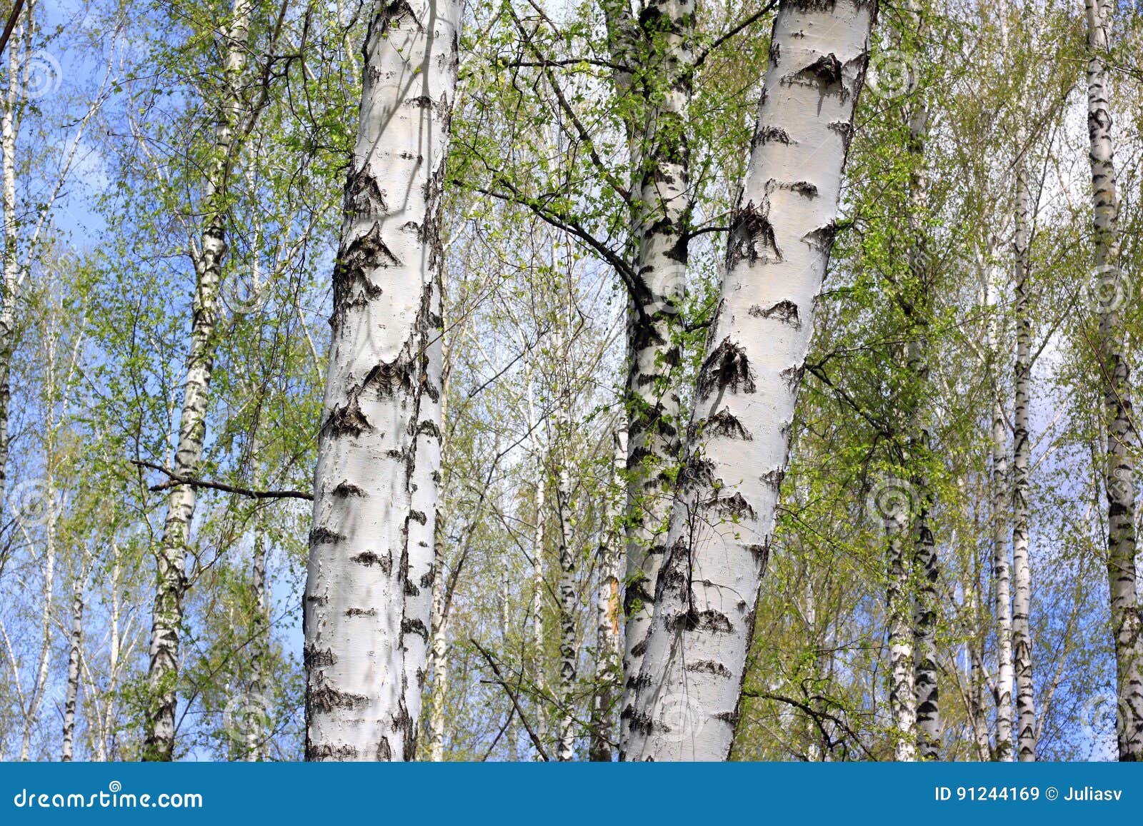Alberi Di Betulla in Foresta Immagine Stock - Immagine di luce ...