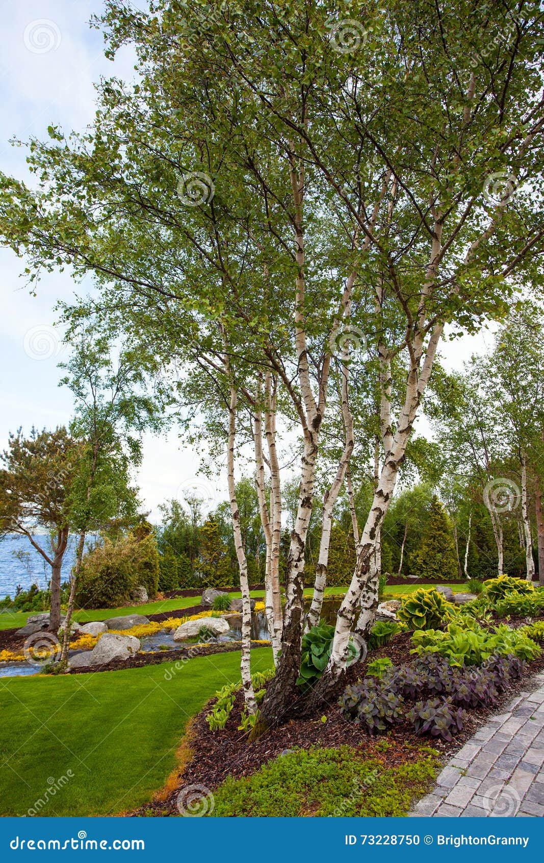 Alberi Di Betulla in Giardino Fotografia Stock - Immagine di fiore ...
