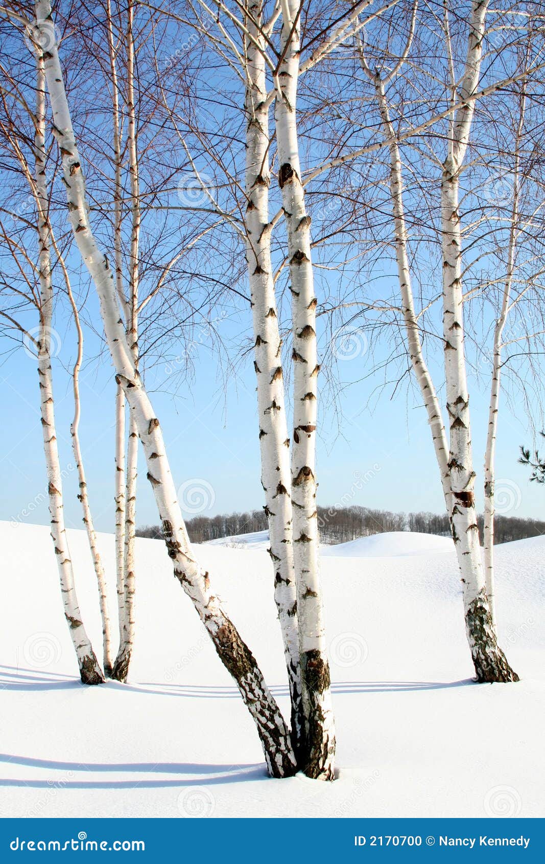 Alberi Di Betulla in Inverno Fotografia Stock - Immagine di bianco ...