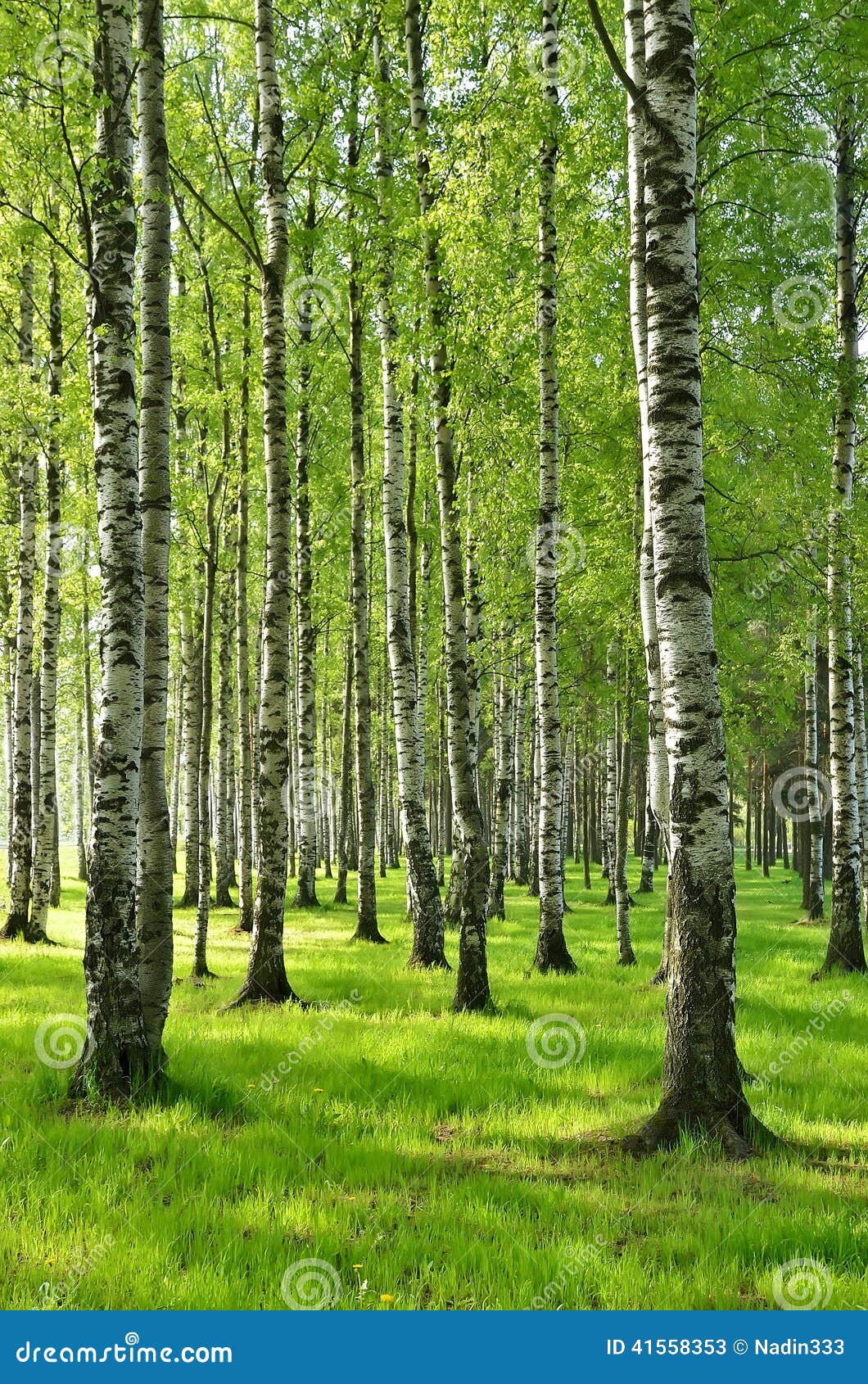 Alberi Di Betulla in Primavera Immagine Stock - Immagine di betulla ...