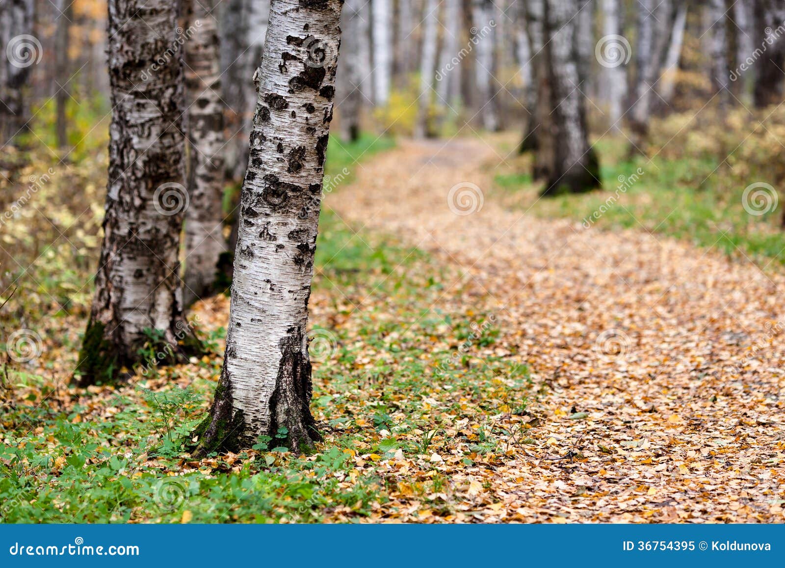 Alberi Di Betulla in Uno Schiarimento Immagine Stock - Immagine di ...
