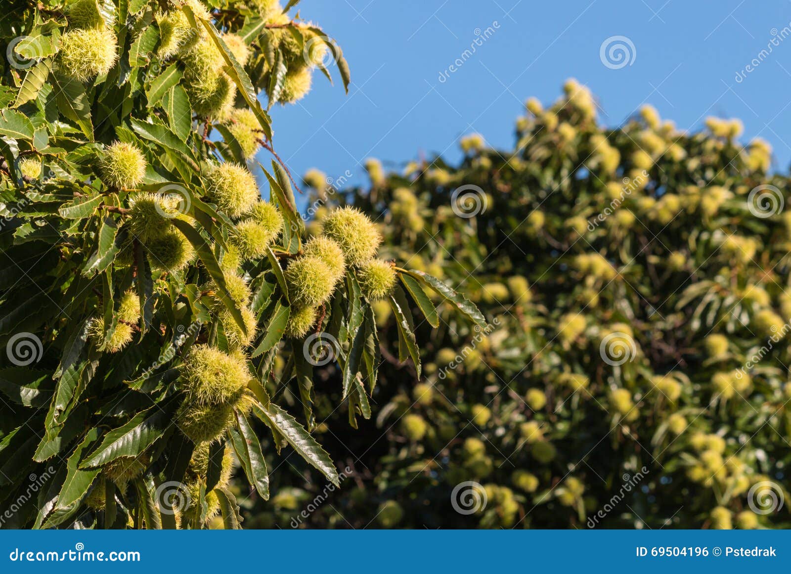 Alberi Di Castagna in Autunno Fotografia Stock - Immagine di albero ...