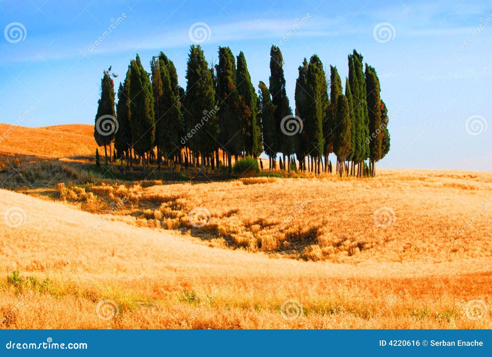 Alberi Di Cypress in Toscana Fotografia Stock - Immagine di gruppo ...