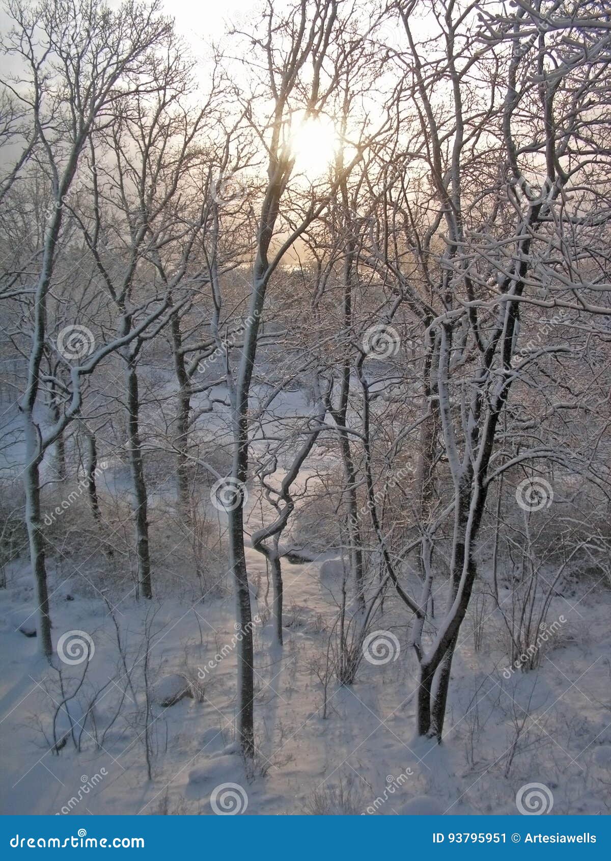 Alberi Di Inverno Con Il Sole Immagine Stock - Immagine di ...