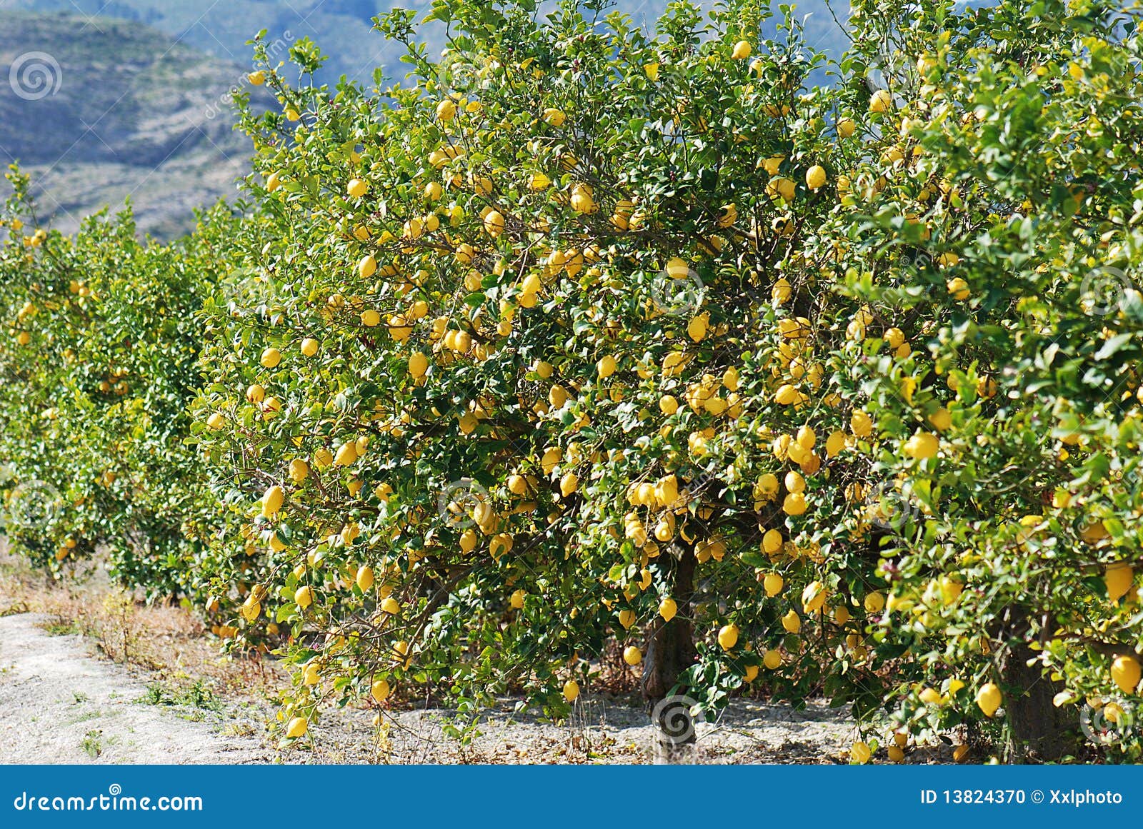 Alberi di limone fotografia stock. Immagine di stare - 13824370