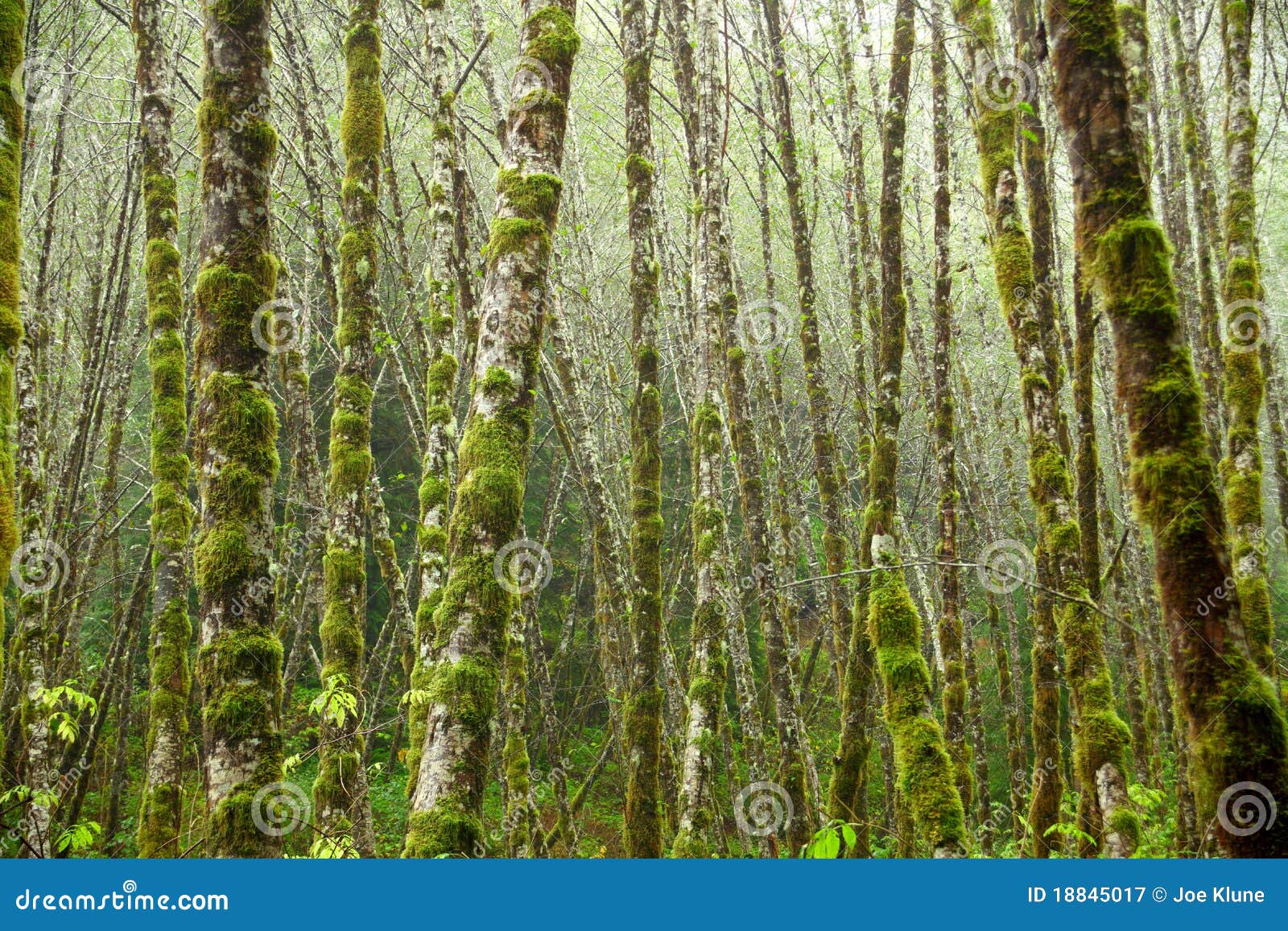 Alberi di ontano immagine stock. Immagine di foresta - 18845017