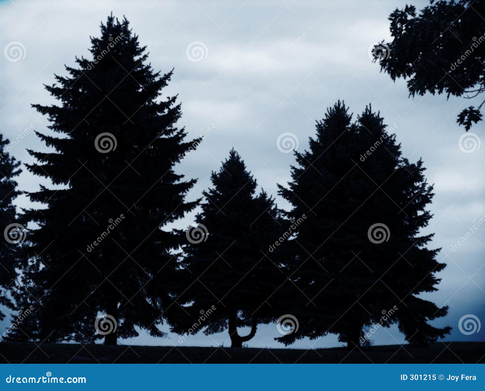 Alberi di pini immagine stock. Immagine di albero, alberi - 301215