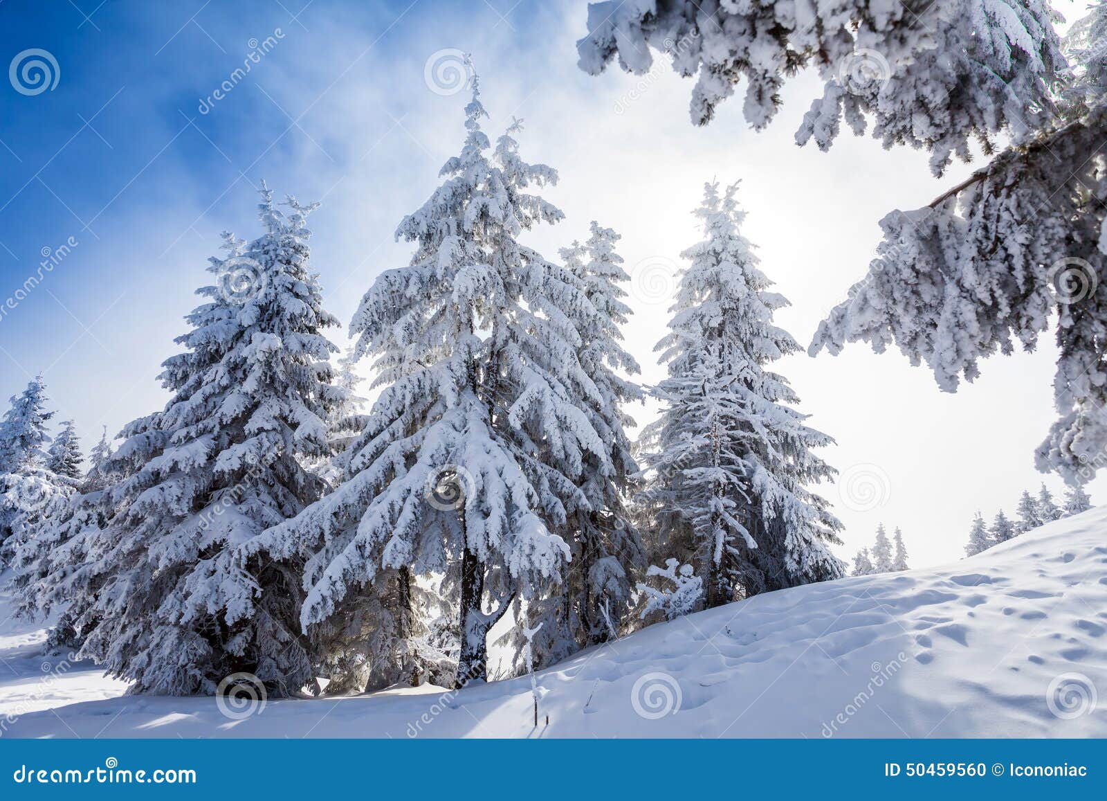 Alberi Di Pino Coperti in Neve Fotografia Stock - Immagine di turismo ...